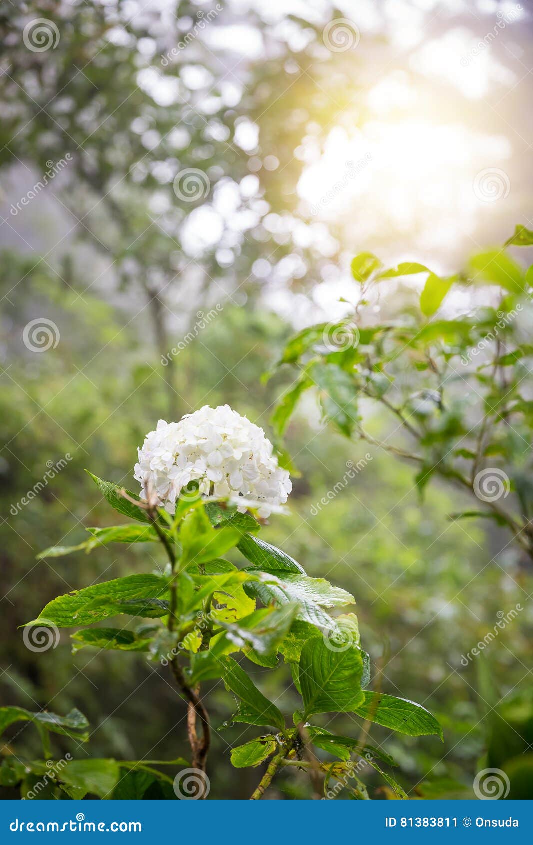 White hydrangea in forest stock image. Image of bloom - 81383811