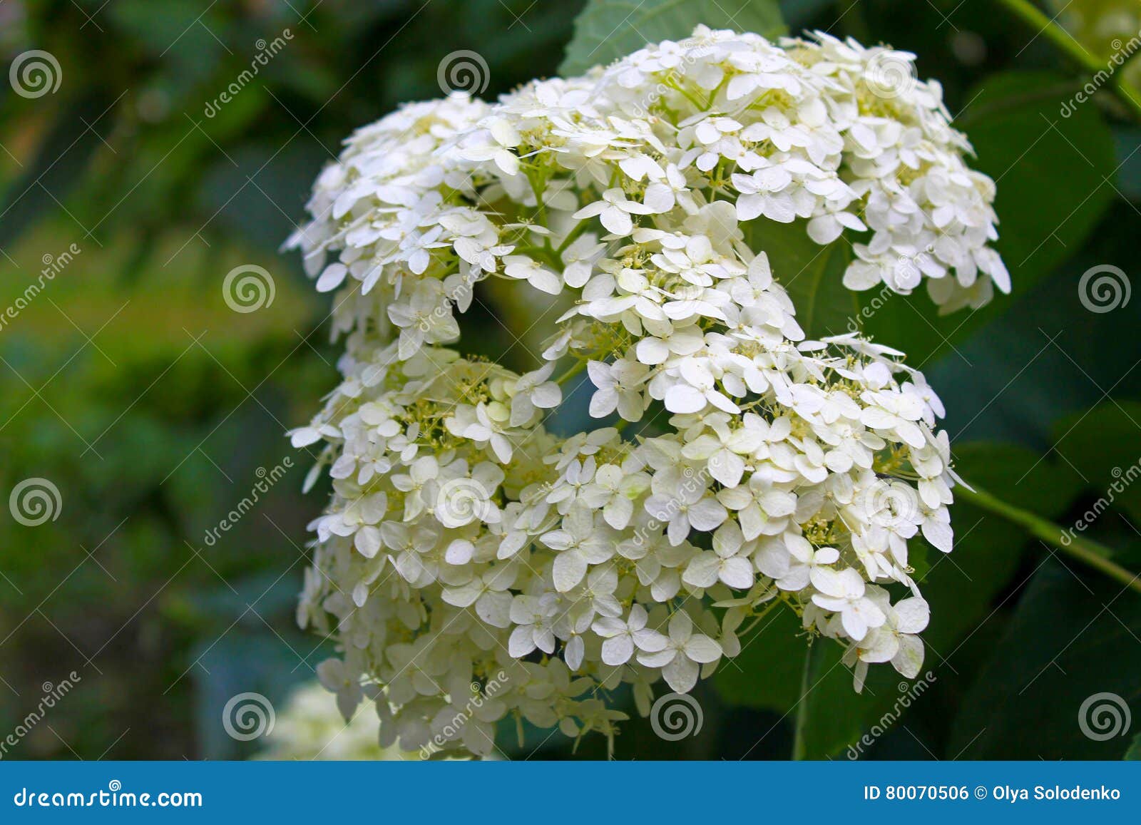White hydrangea in garden stock photo. Image of blooming - 80070506