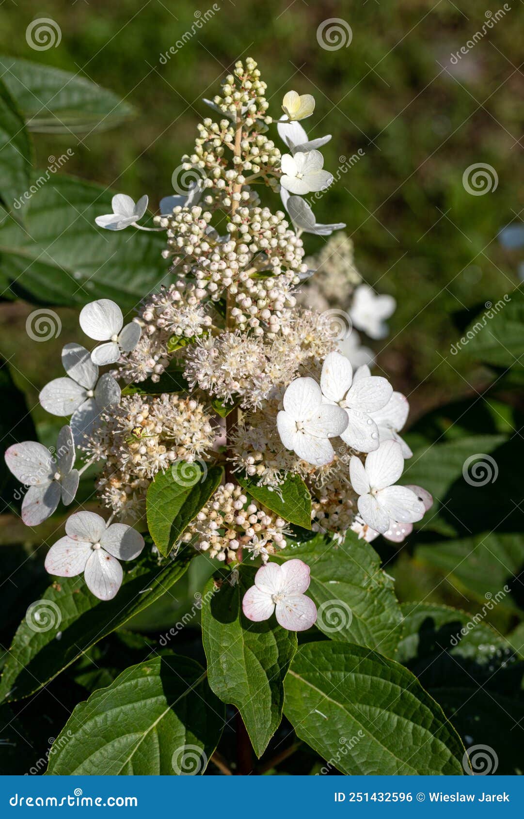 White hydrangea in garden stock photo. Image of bunch - 251432596