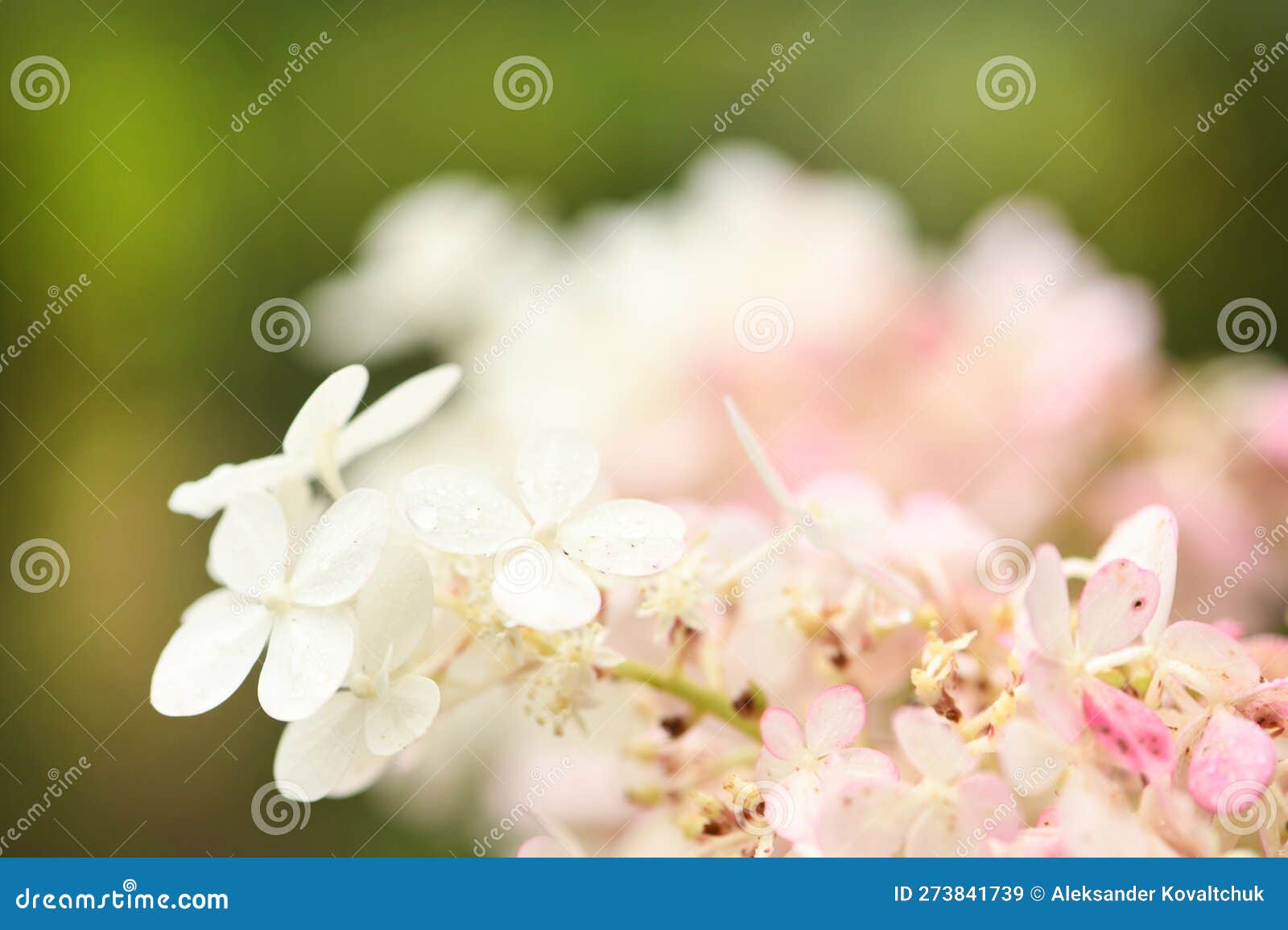 White Hydrangea. Side View. High Resolution Photo Stock Image - Image ...