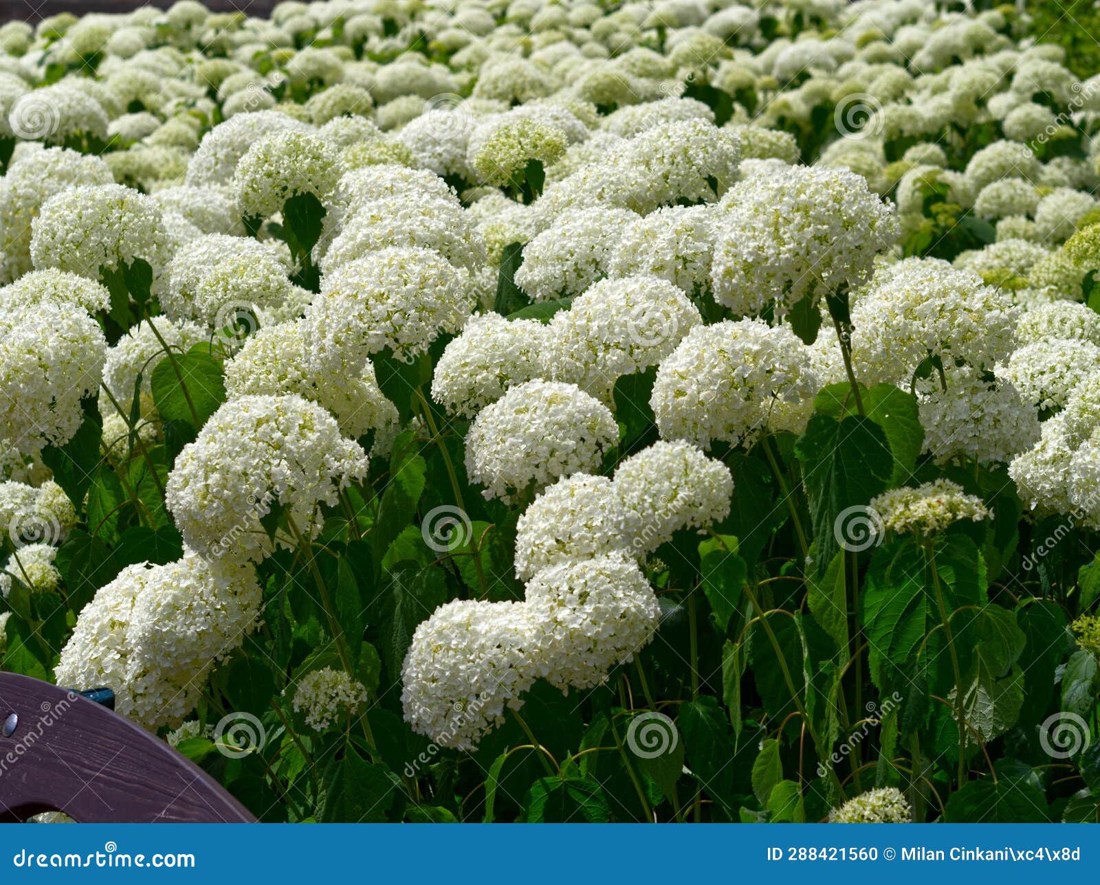 White hydrangeas stock photo. Image of lawn, park, season - 288421560