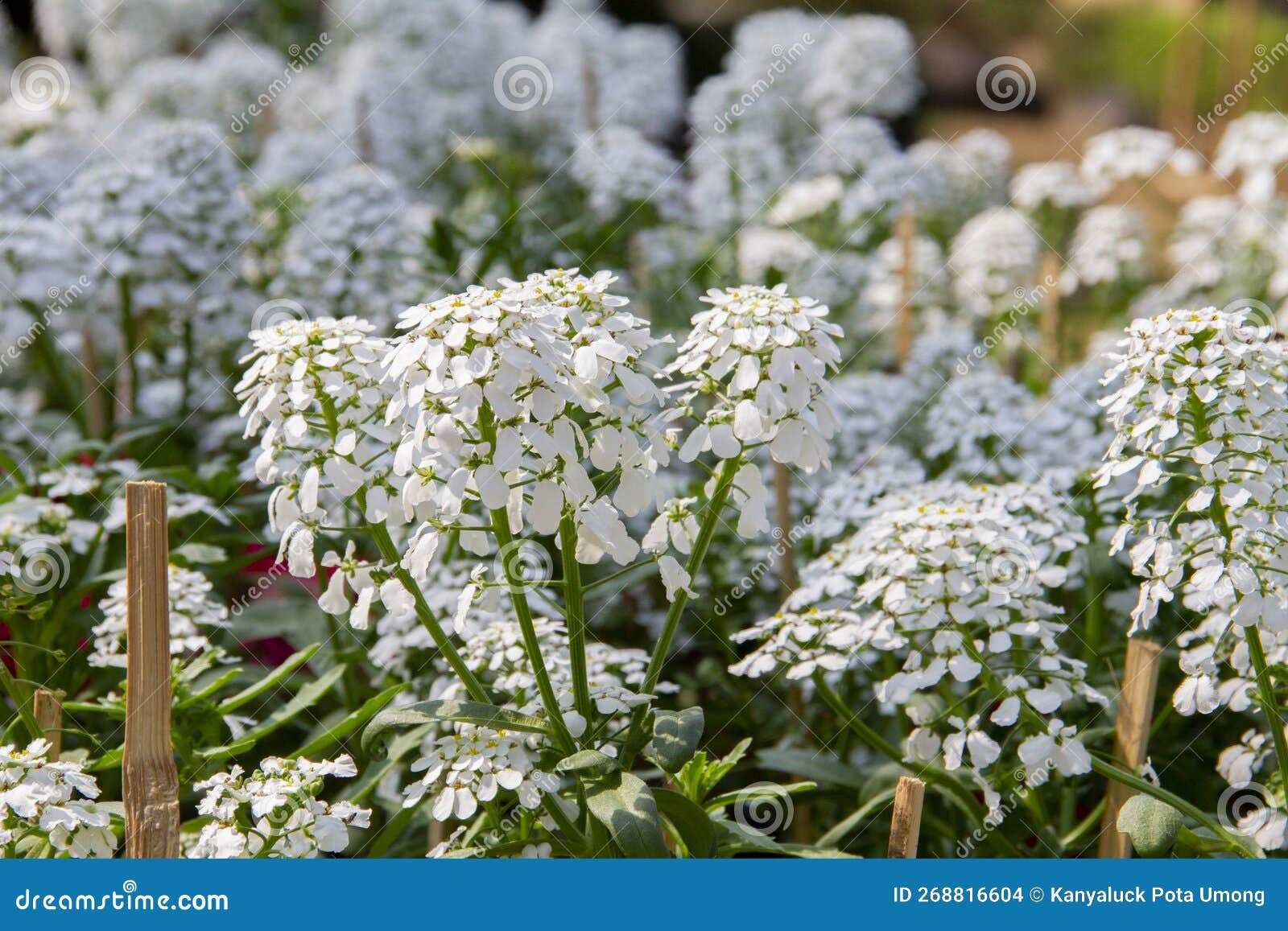 White iberis amara flower stock photo. Image of garden - 268816604