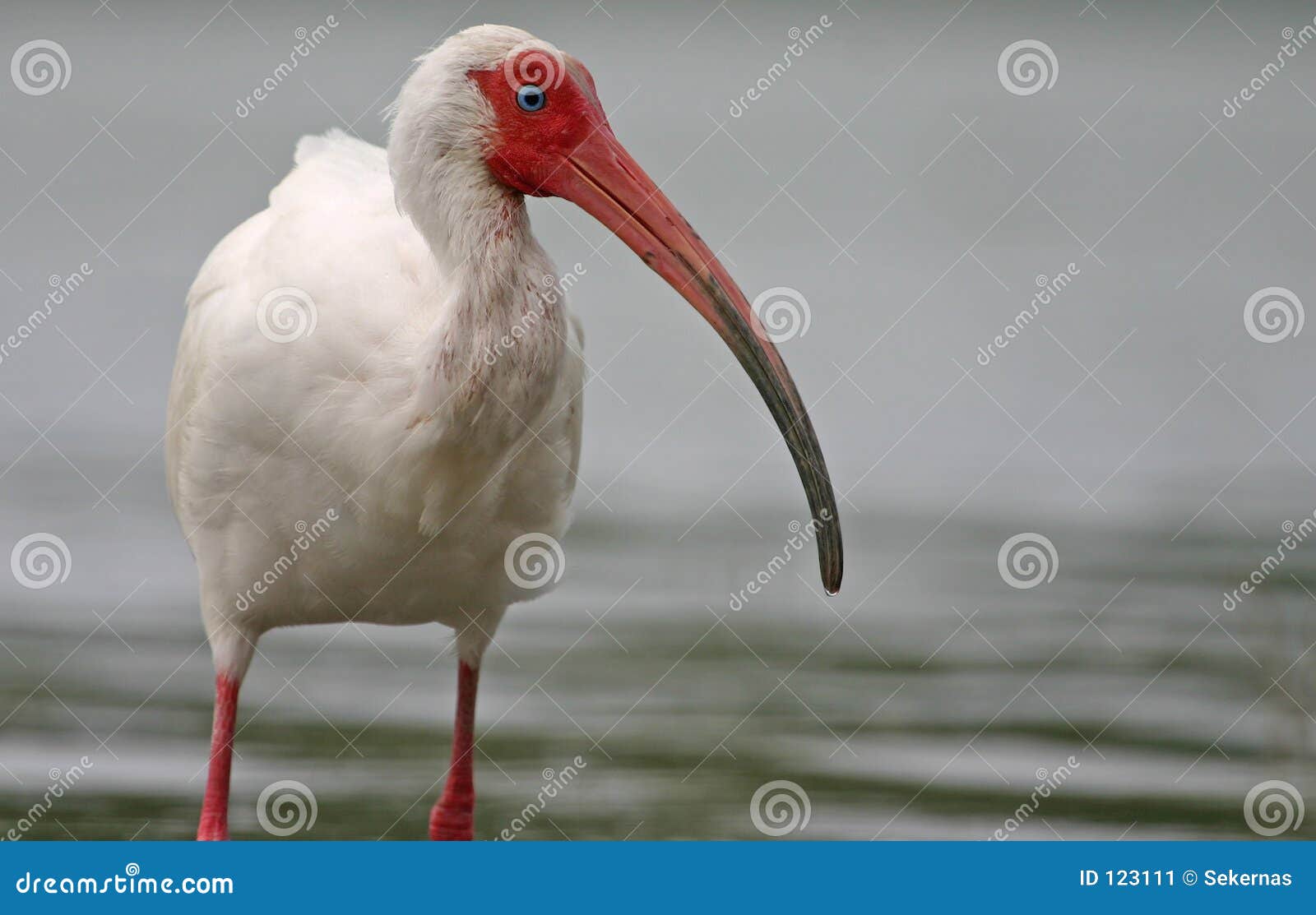 White ibis stock image. Image of beak, face, ibis, bent - 123111