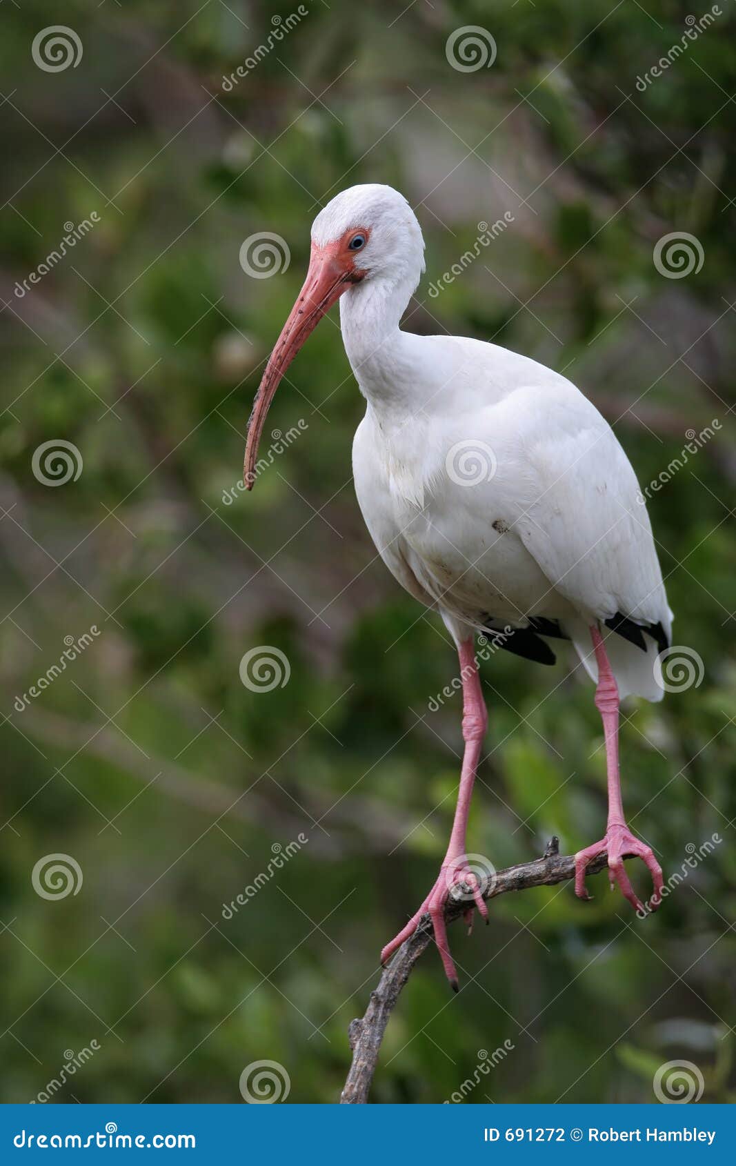 White Ibis Bird On The River Stock Image | CartoonDealer.com #65801605