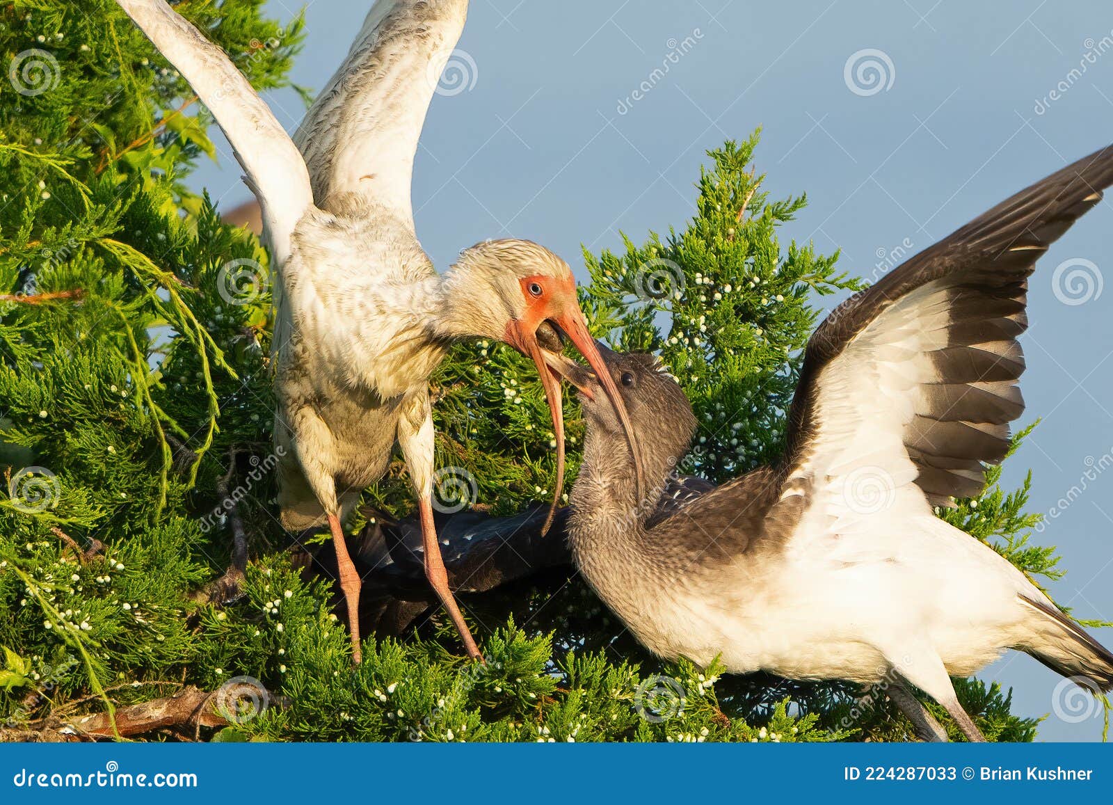 White Ibis Adult Feeding Chick Stock Image - Image of long, outdoors ...