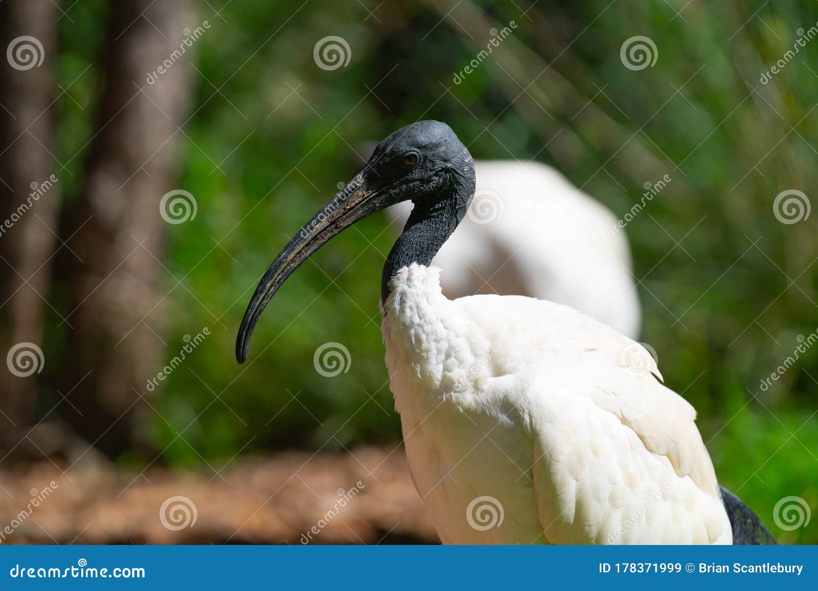White ibis in Australia stock image. Image of australia - 178371999