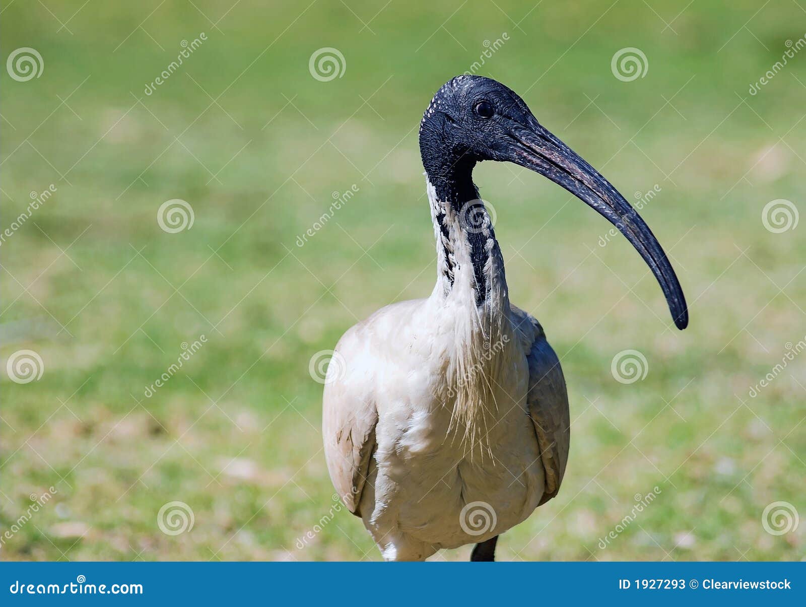 Ibis Bird Identification