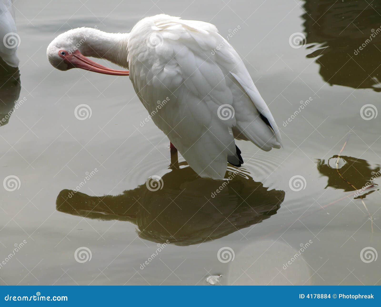 White ibis bird stock photo. Image of ibis, feathered - 4178884