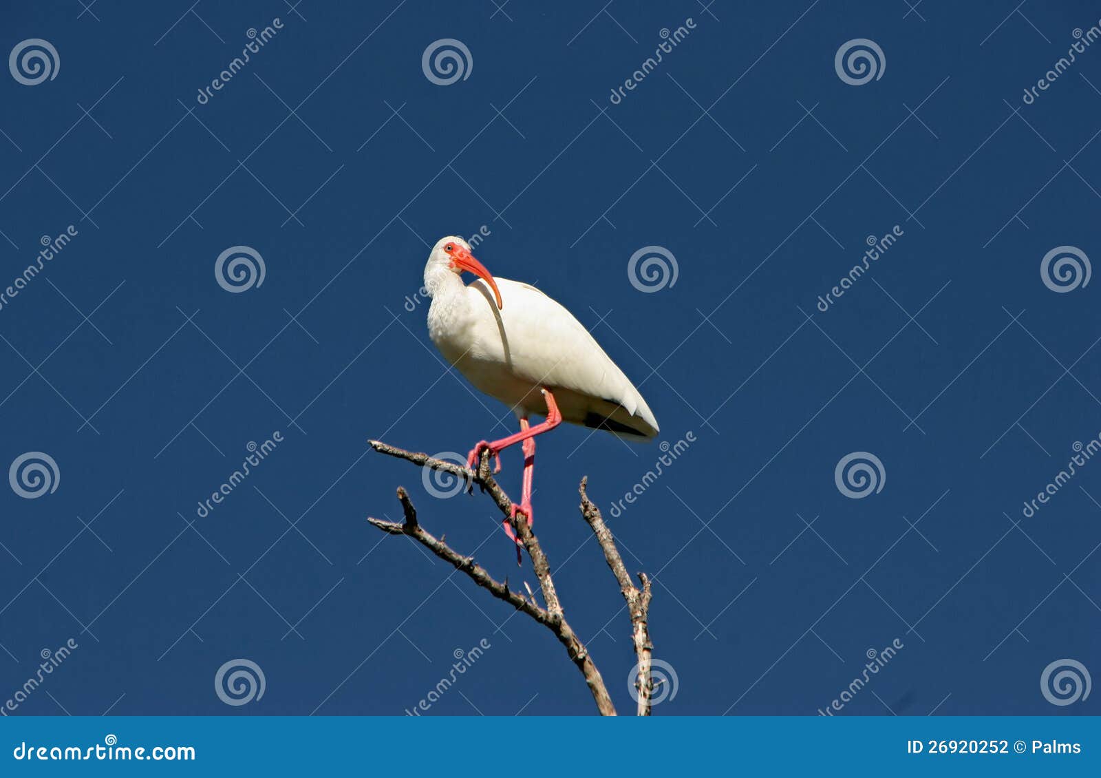 White Ibis bird on branch stock photo. Image of side - 26920252