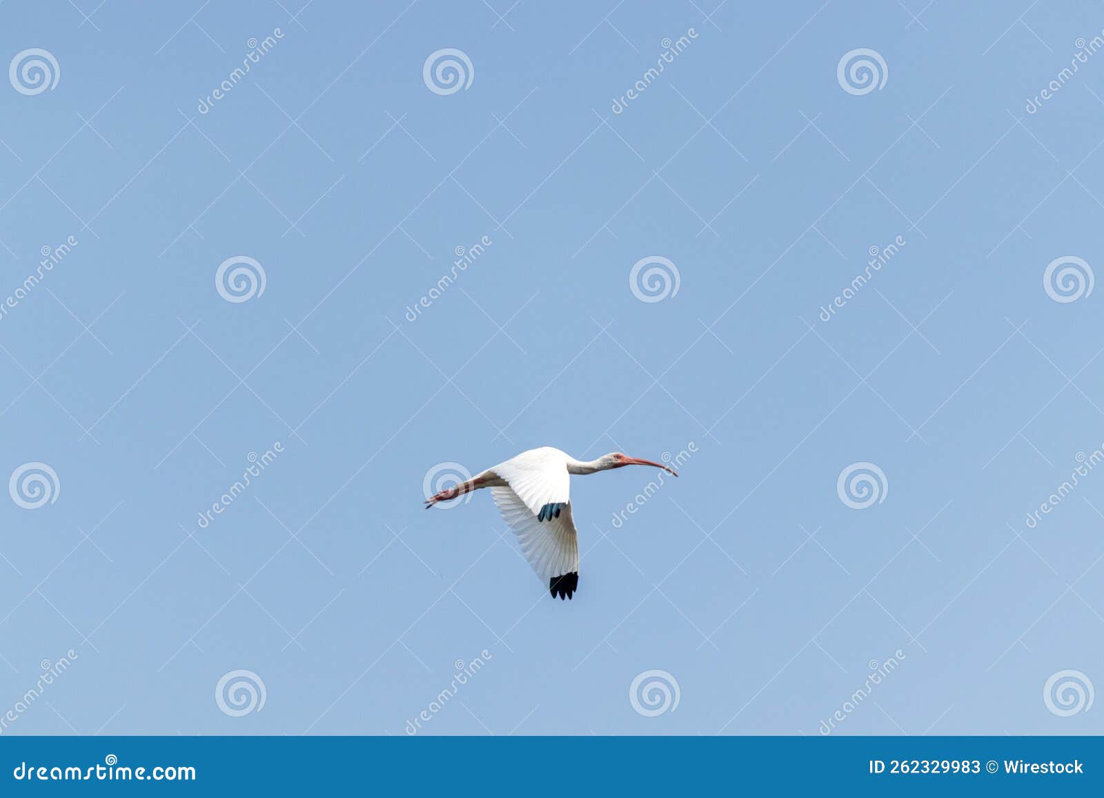 White Ibis Bird Flying in a Clear Blue Sky Stock Image - Image of blue ...