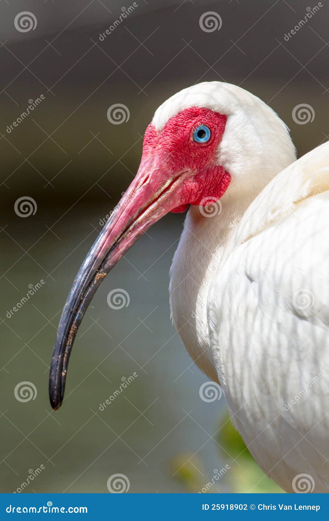 White Ibis Bird Head stock photo. Image of portrait, white - 25918902