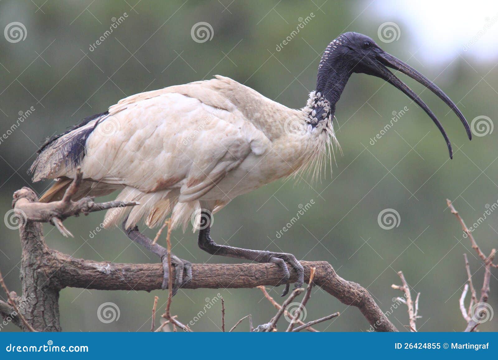 Australian White Ibis Bird Portrait Stock Image - Image of creature ...