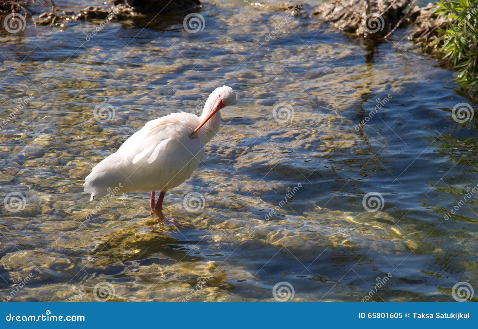 White Ibis Bird on the River Stock Image - Image of white, bird: 65801605