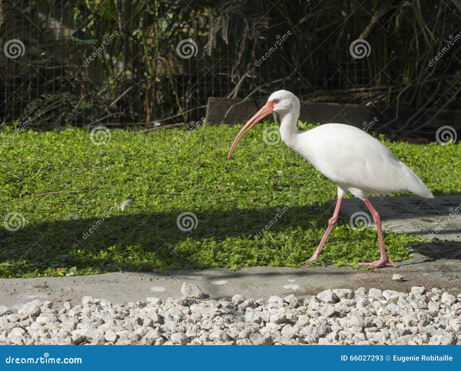 White Ibis bird stock image. Image of sociable, medium - 66027293