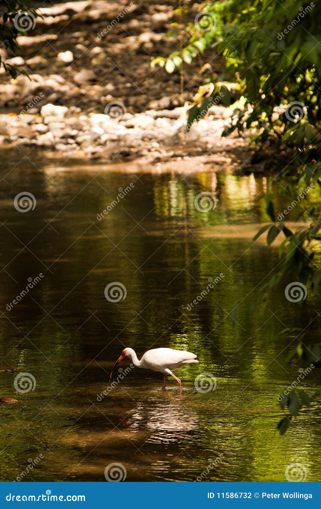 White Ibis Bird Walking in the Water Stock Photo - Image of nature ...