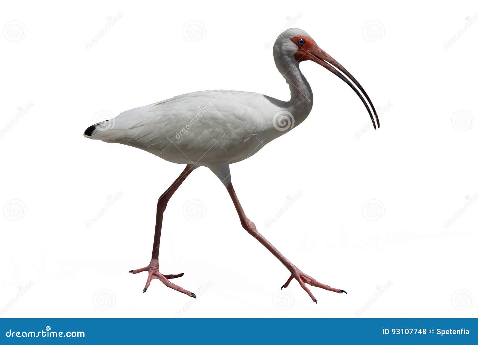 White ibis bird on white stock photo. Image of animal - 93107748