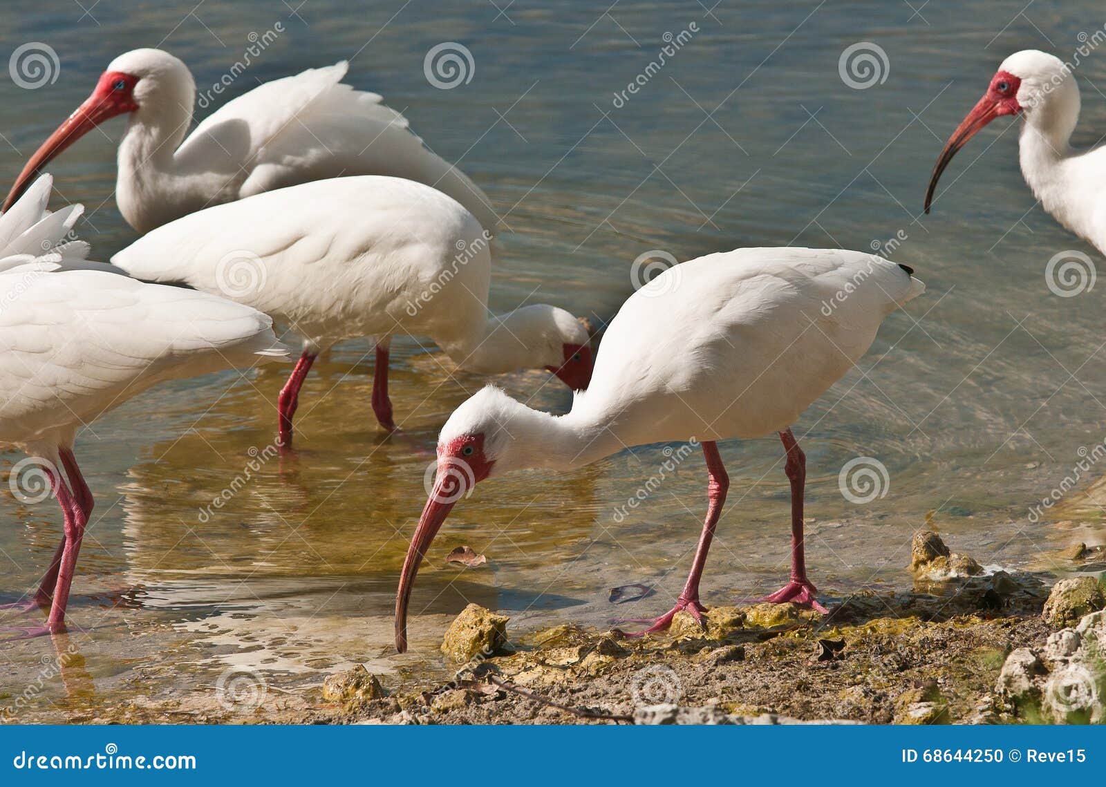 White Ibis Birds Feeding in a Pond Stock Photo - Image of ibis, pond ...