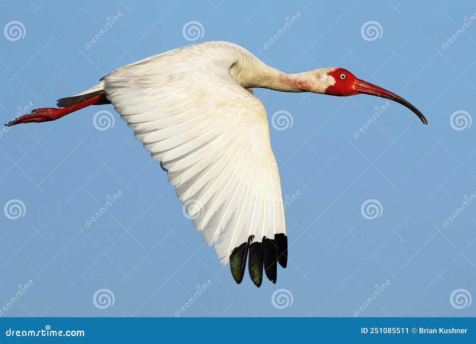 A White Ibis in Breeding Plumage in Flight Stock Image - Image of ...