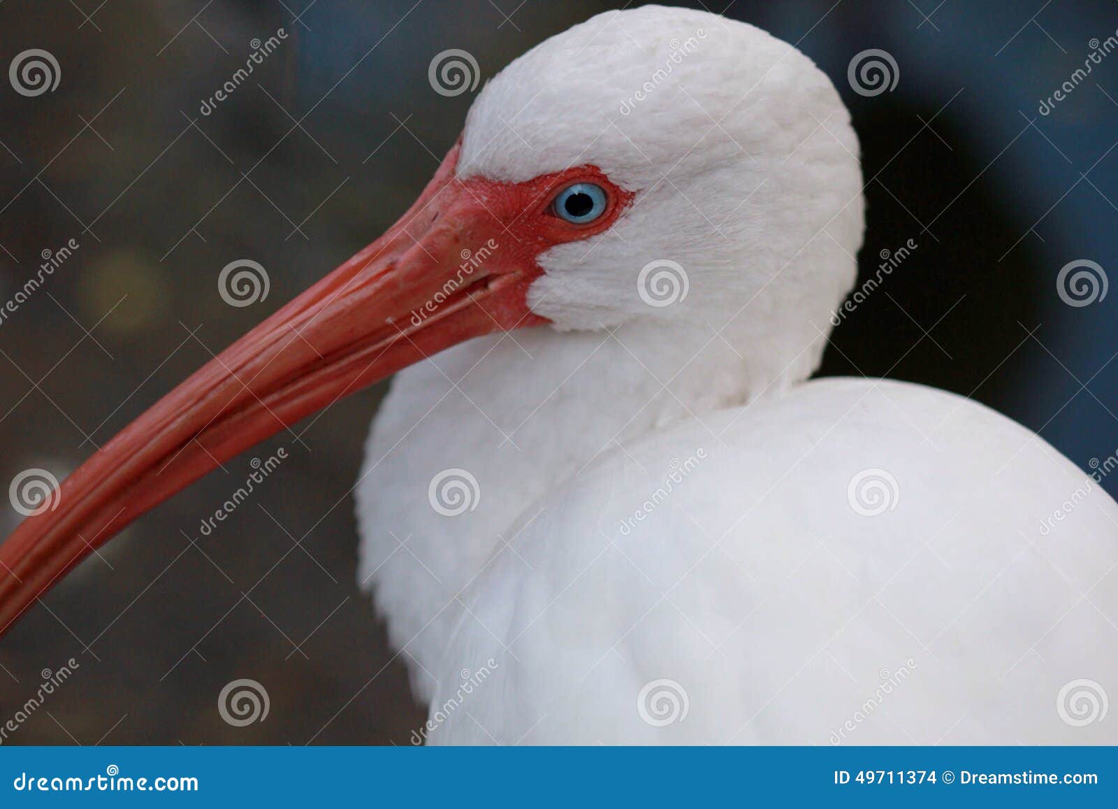 White Ibis stock photo. Image of closeup, blue, eyes - 49711374