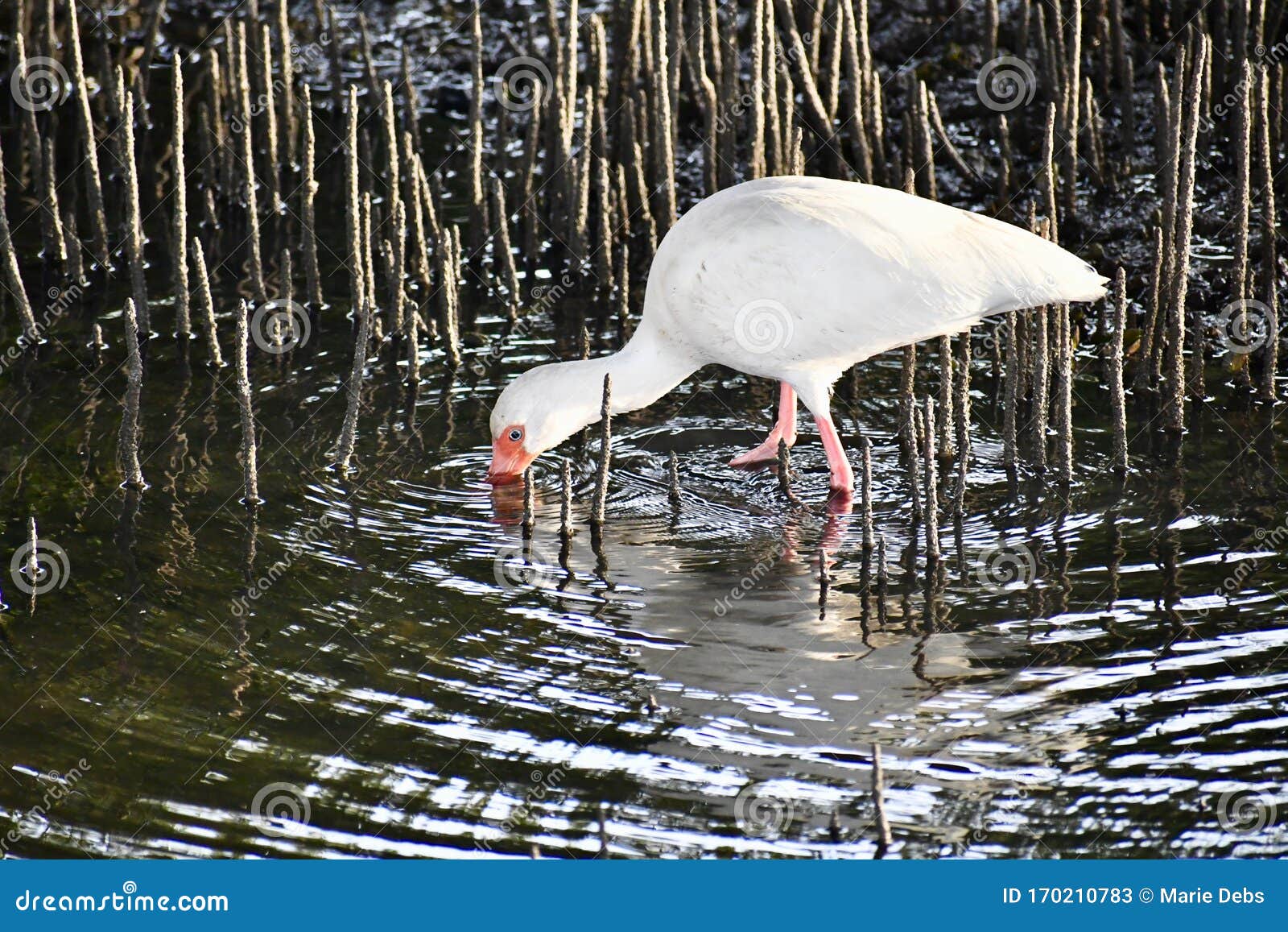 White Ibis Feeding at Low Tide Stock Image - Image of bill, birds ...