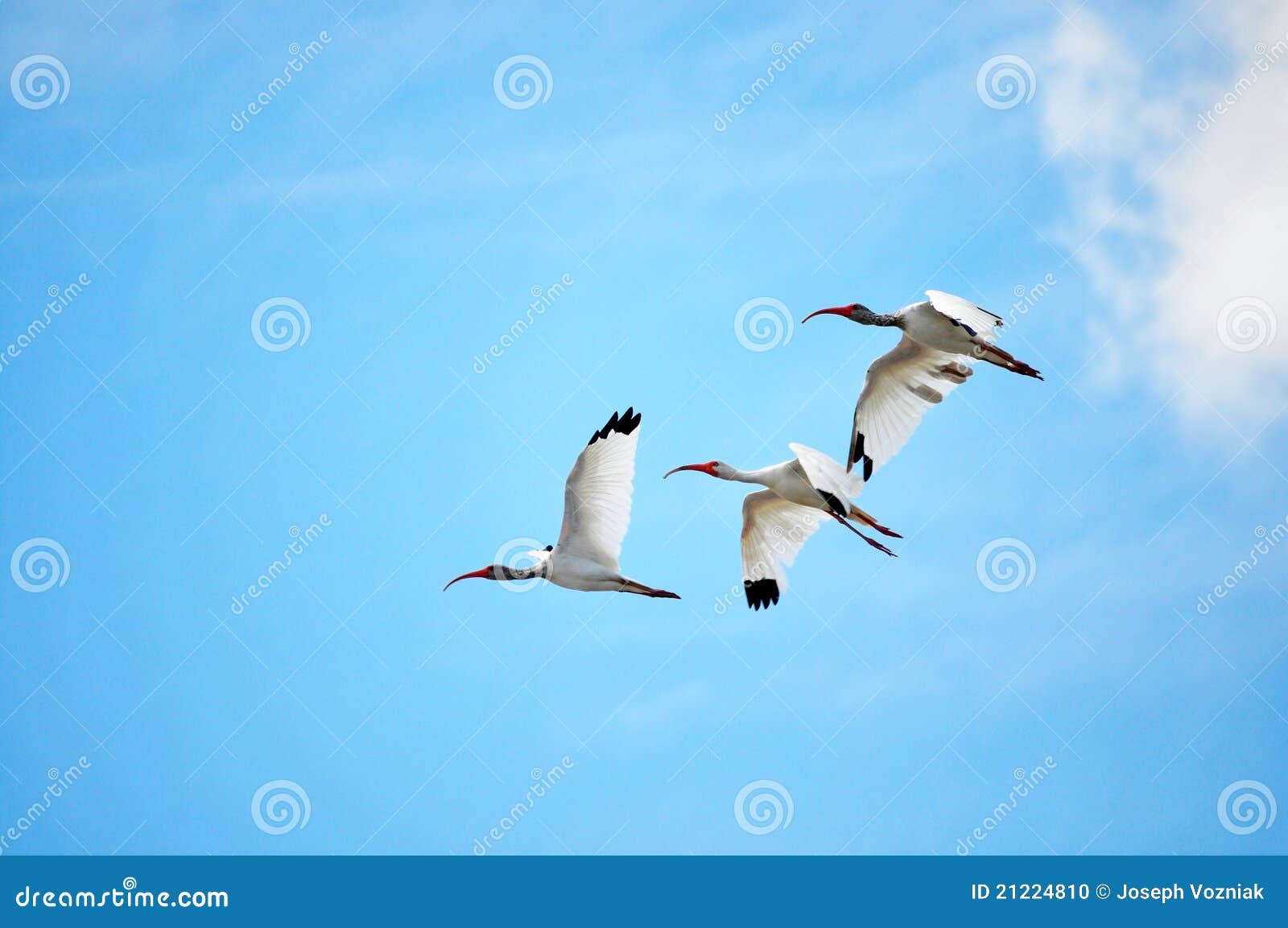 White Ibis in Flight stock photo. Image of flight, beak - 21224810