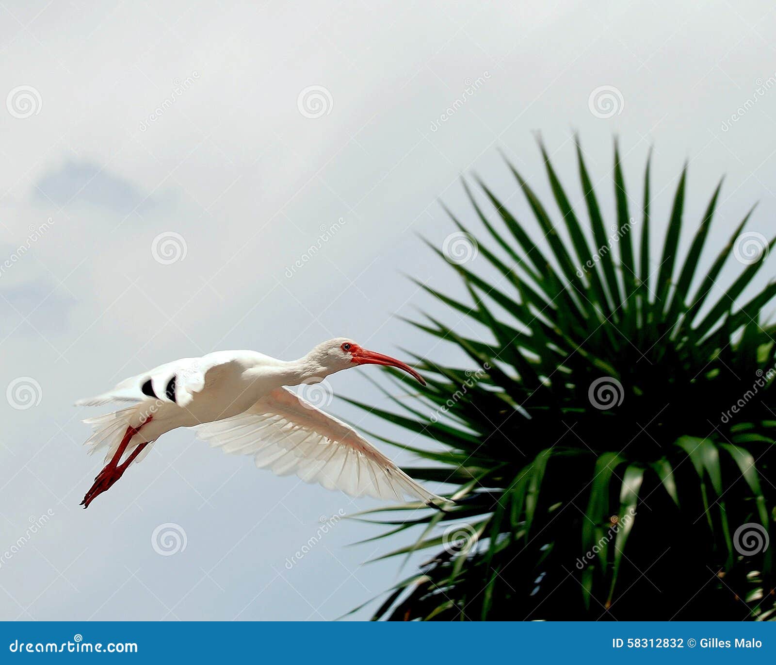 White ibis in flight stock photo. Image of outdoor, bill - 58312832
