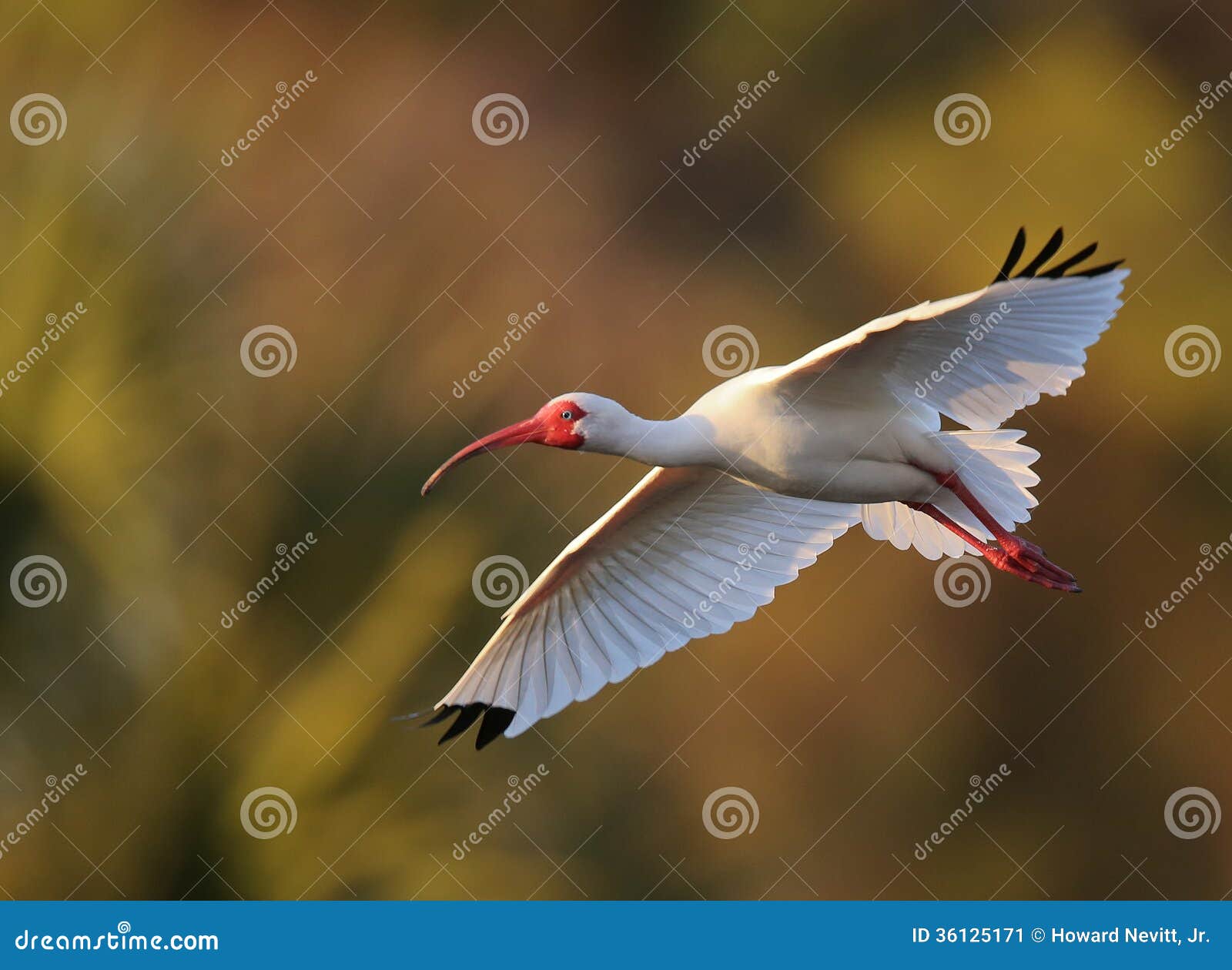 White Ibis in flight stock image. Image of beauty, legs - 36125171