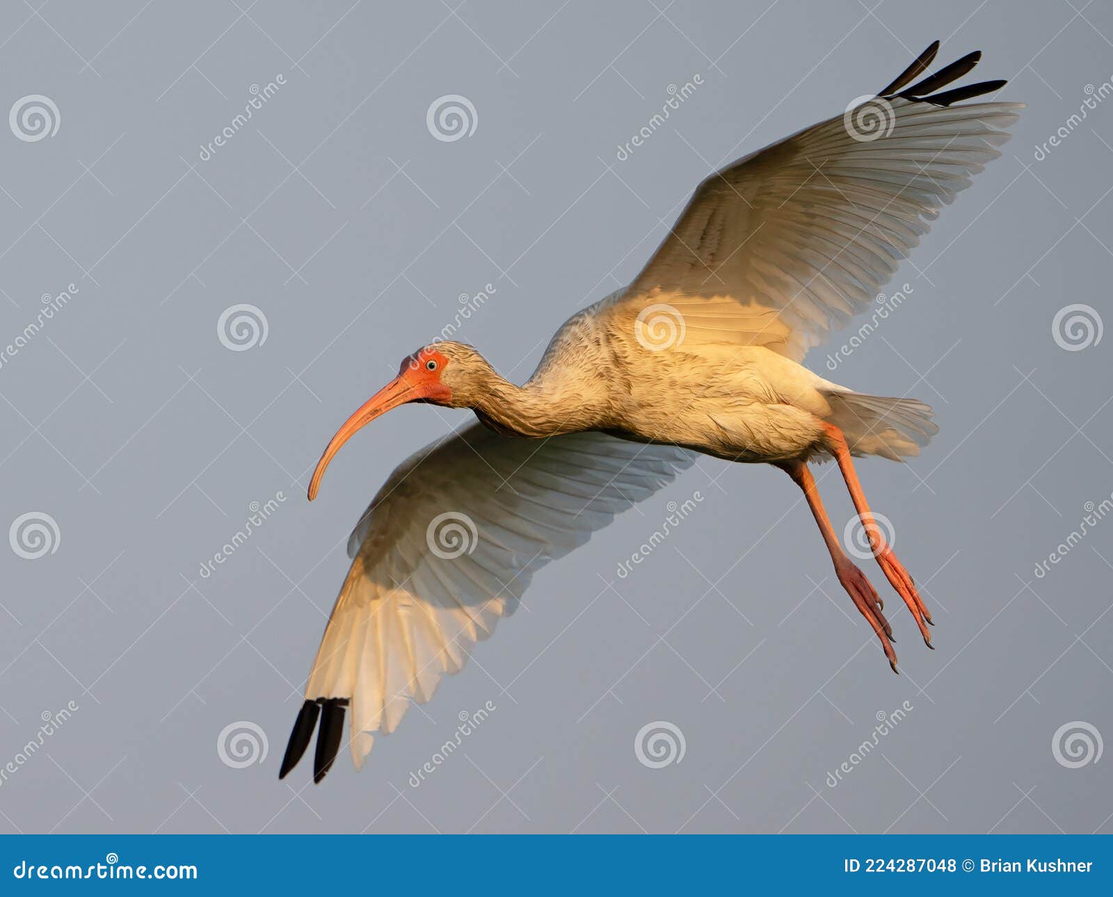 White Ibis in Flight Legs Down Stock Photo - Image of neck, beak: 224287048