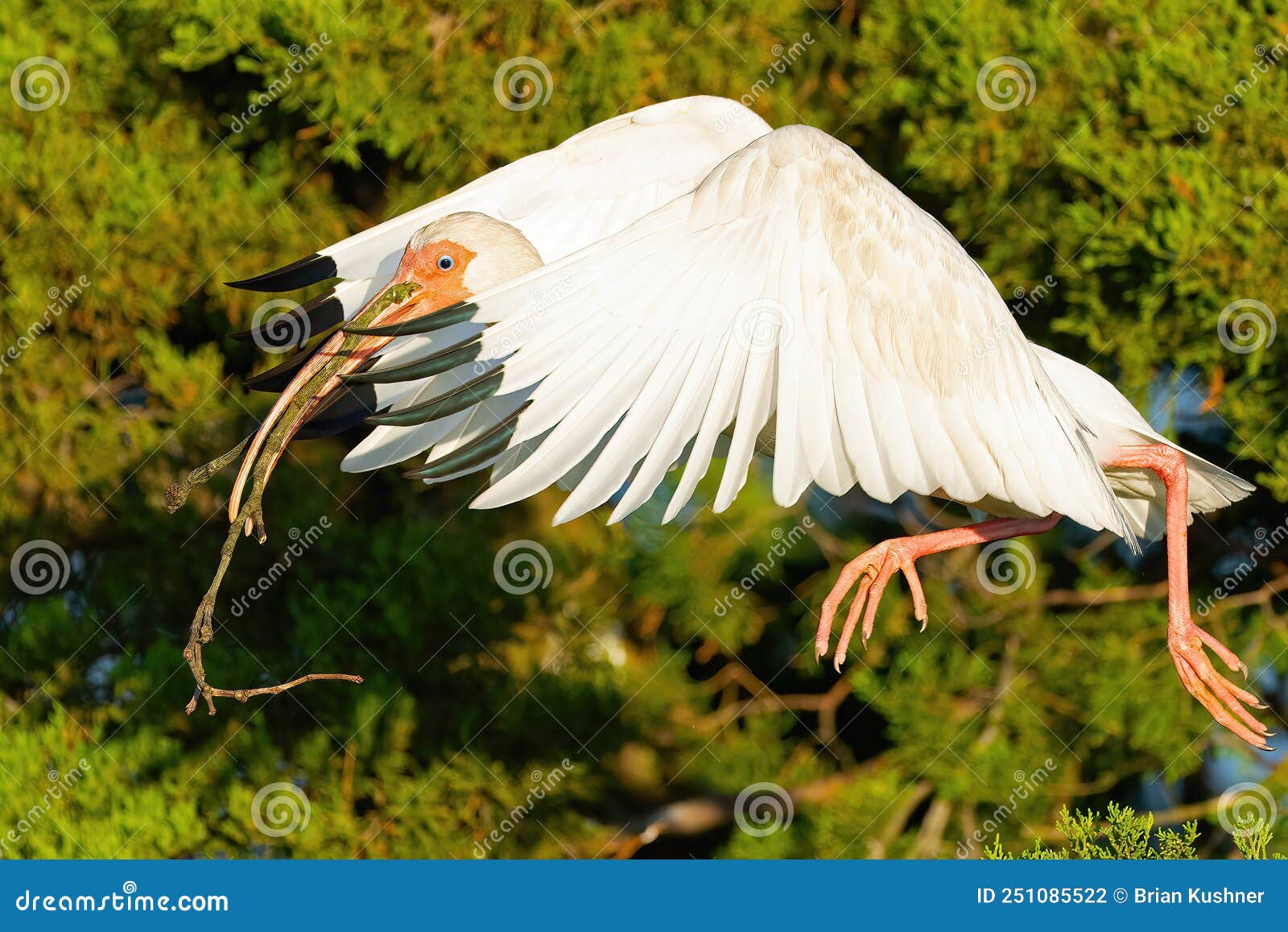 A White Ibis in Flight with Stick in Mouth Stock Photo - Image of ...