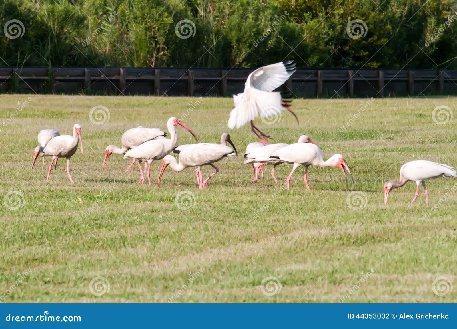 White ibis flock of birds stock photo. Image of ibis - 44353002