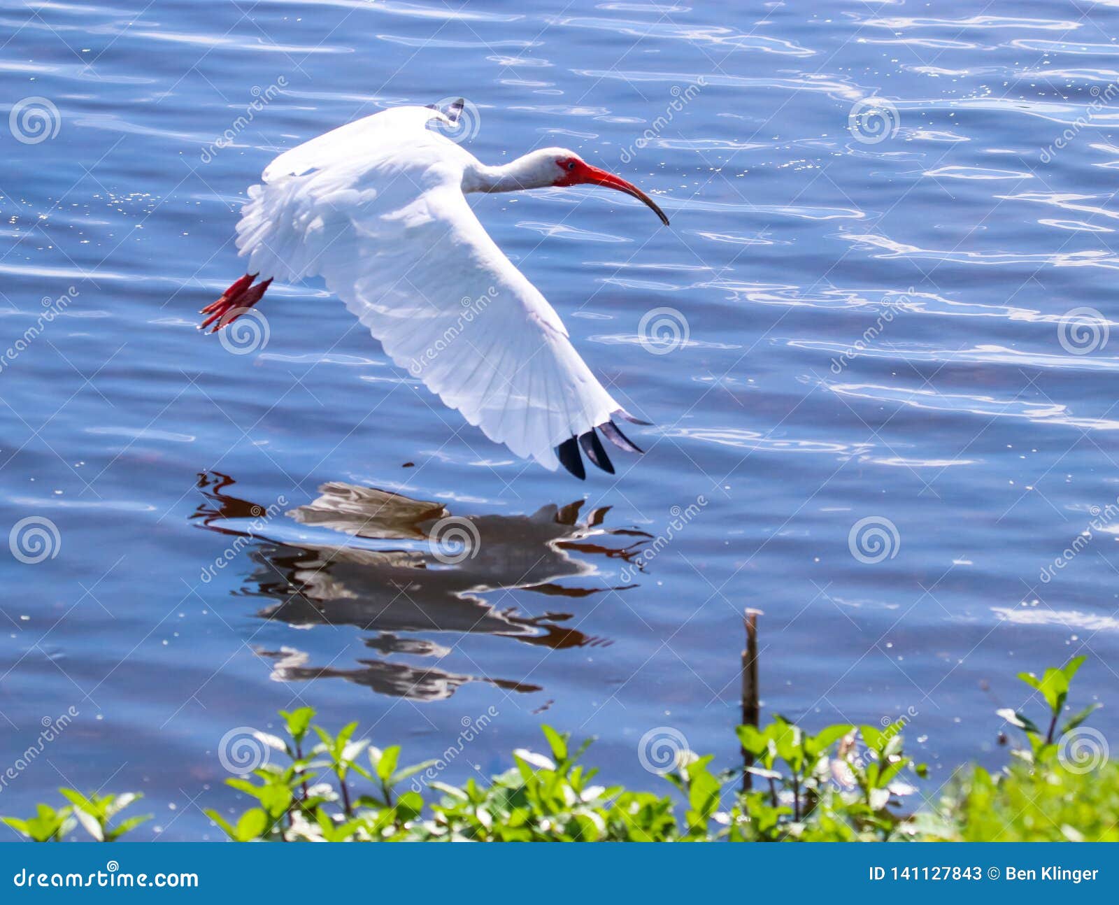 White Ibis in Flight stock image. Image of lakes, east - 141127843
