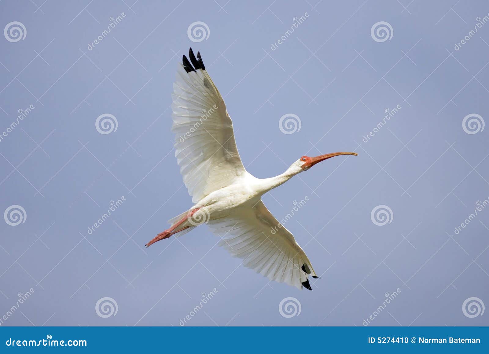 White Ibis Flying Over a Pond Stock Photo - Image of flying, tall: 5274410