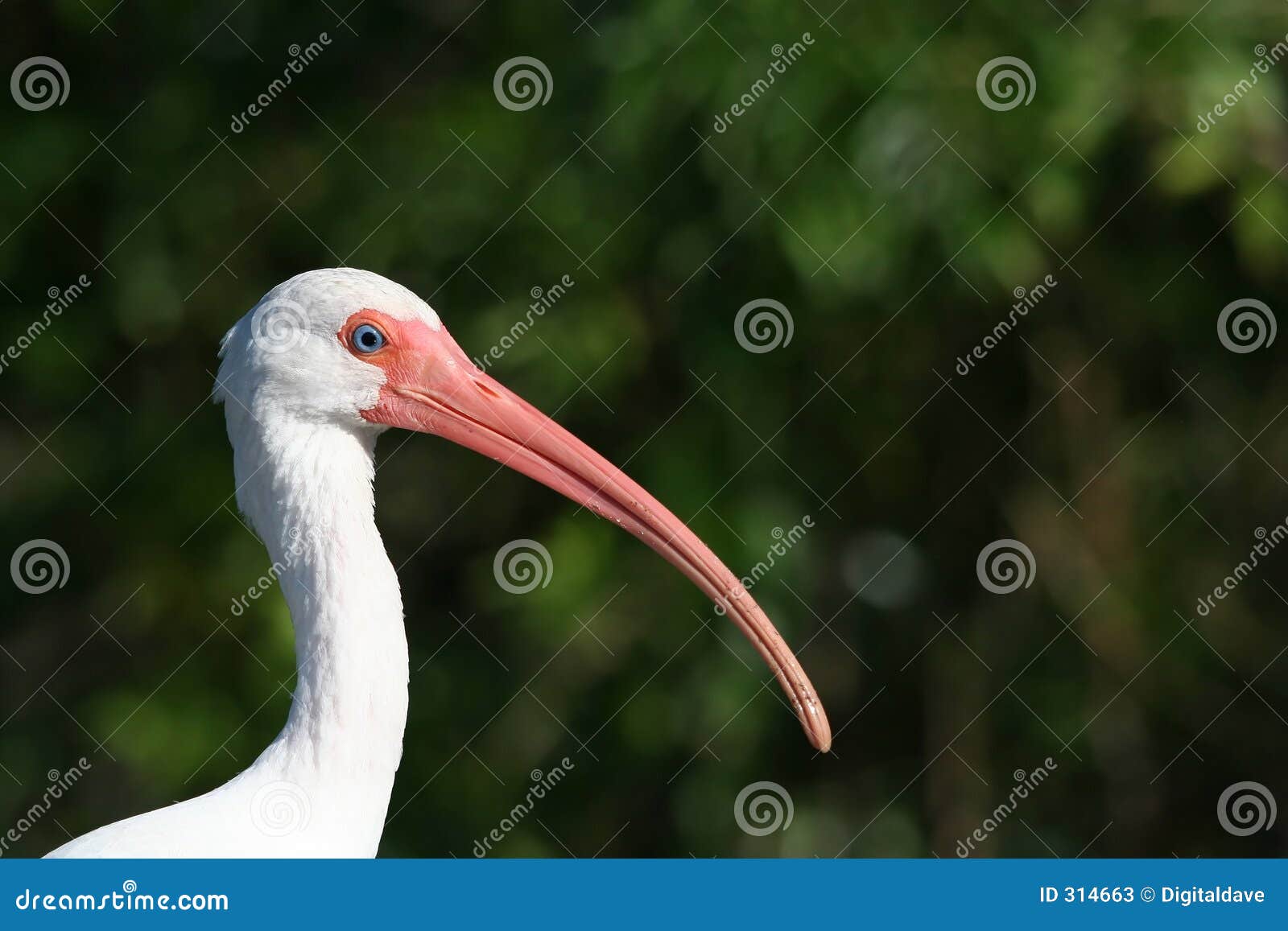 White Ibis head shot stock image. Image of ibis, pink, long - 314663