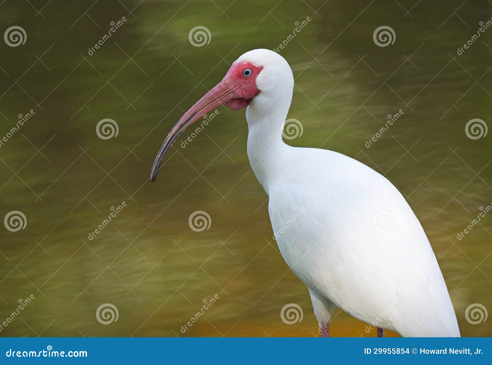 White Ibis stock photo. Image of lauderdale, ibis, canal - 29955854