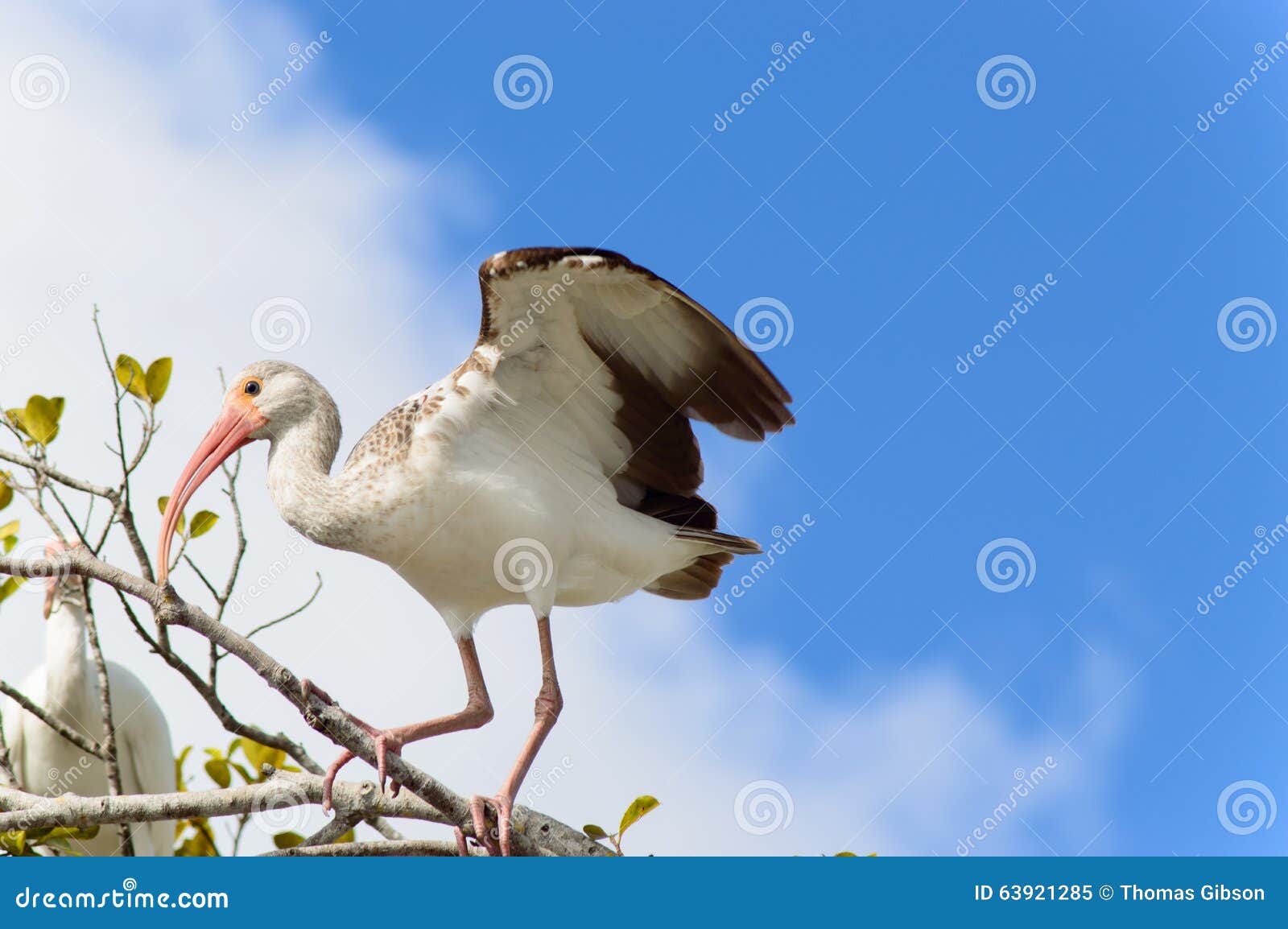 White Ibis stock image. Image of resting, animal, winter - 63921285