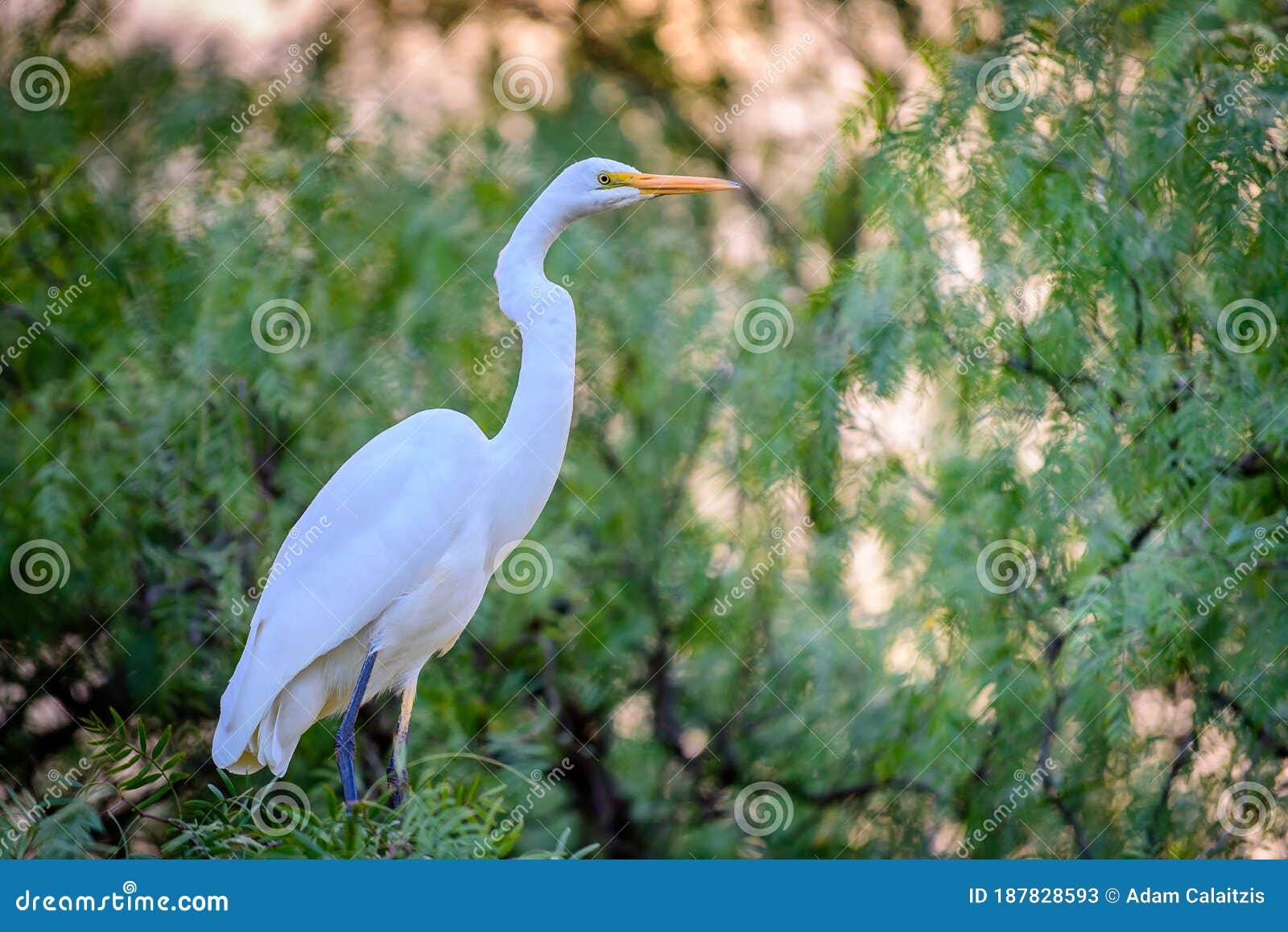 A White Ibis with Orange Beak Stock Image - Image of ecosystem, branch ...