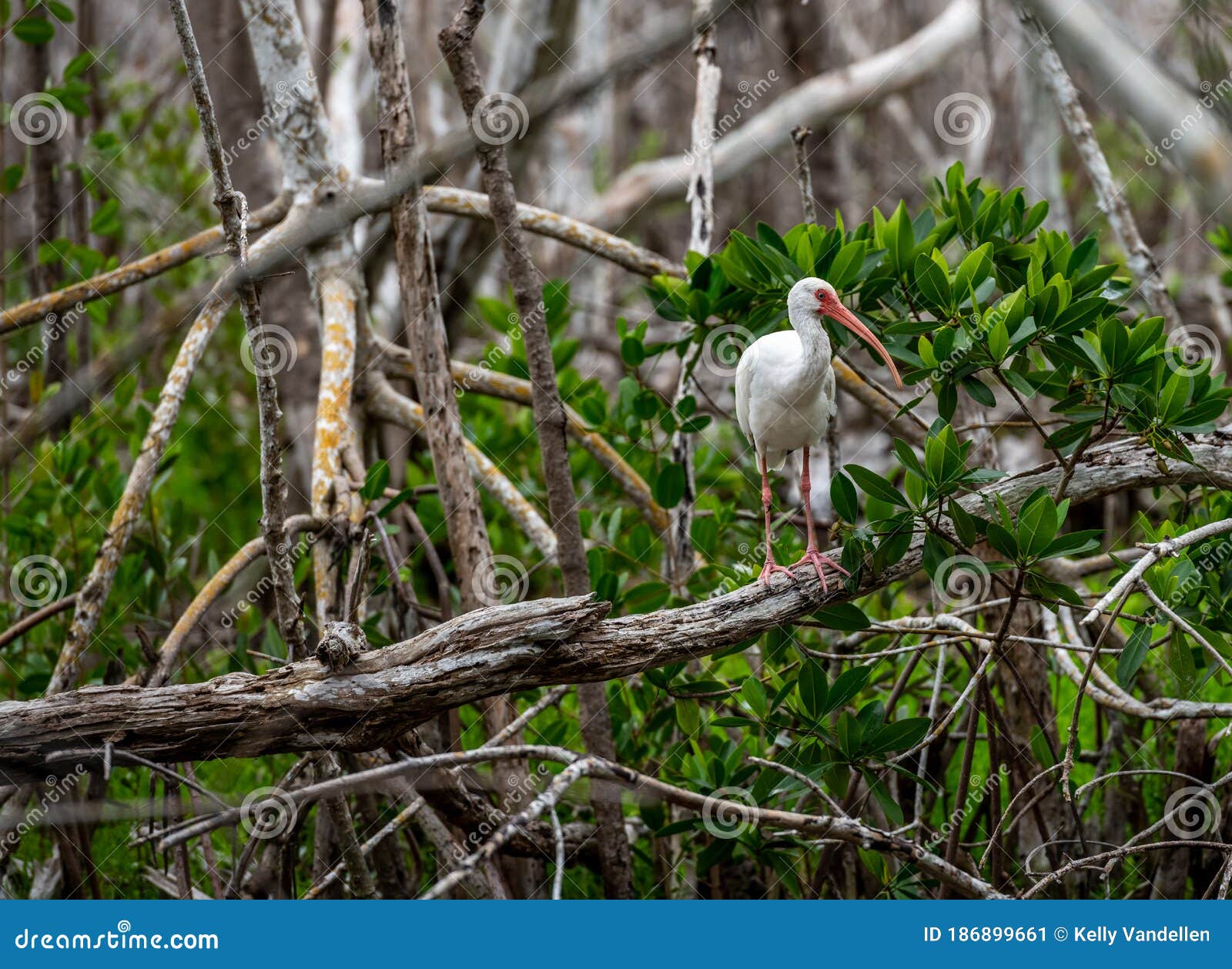 White Ibis Perched on Fallen Tree Stock Image - Image of feathers ...