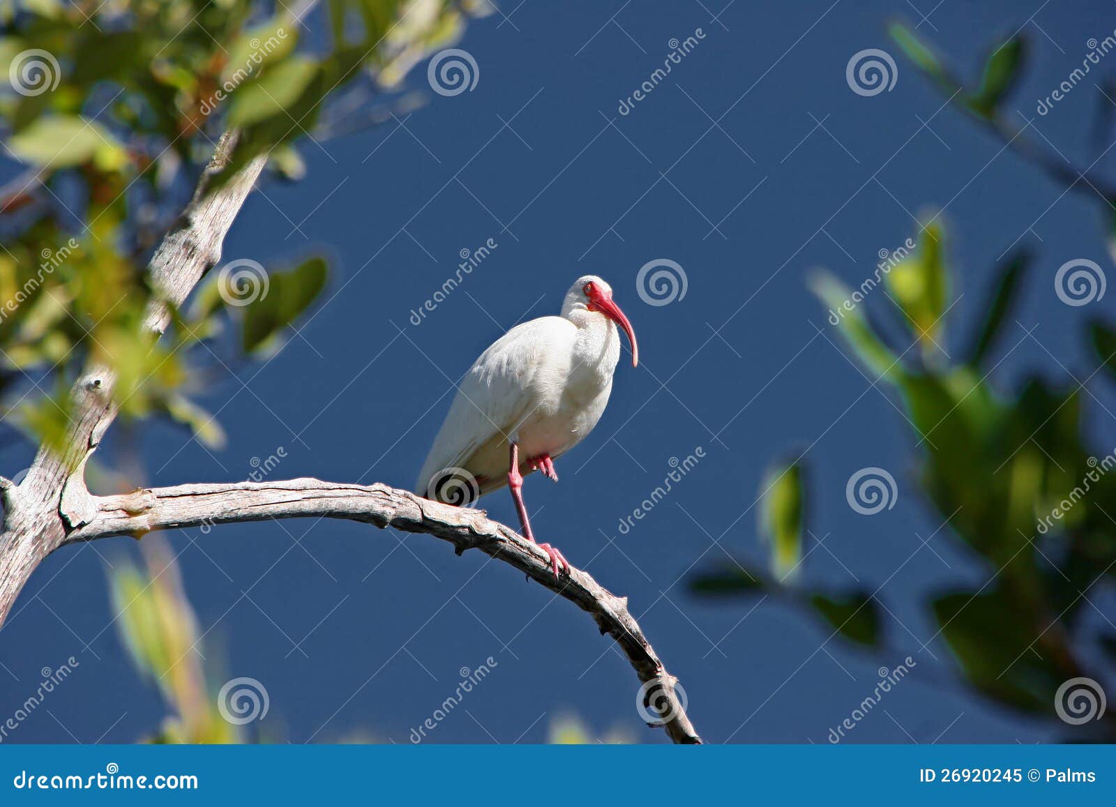 White Ibis Standing on One Leg Stock Image - Image of tree, albus: 26920245