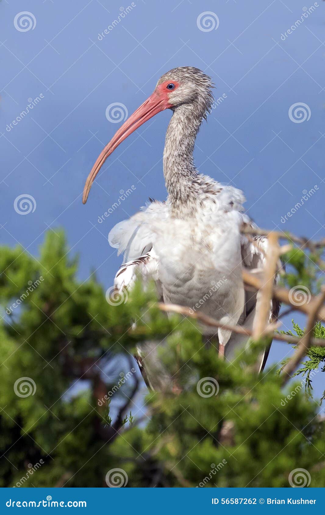 White Ibis in Tree stock photo. Image of tree, nature - 56587262