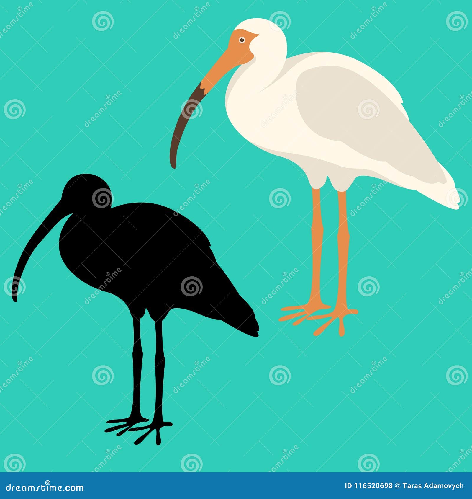 White Ibis Vector Illustration Flat Style Silhouette Stock Vector ...