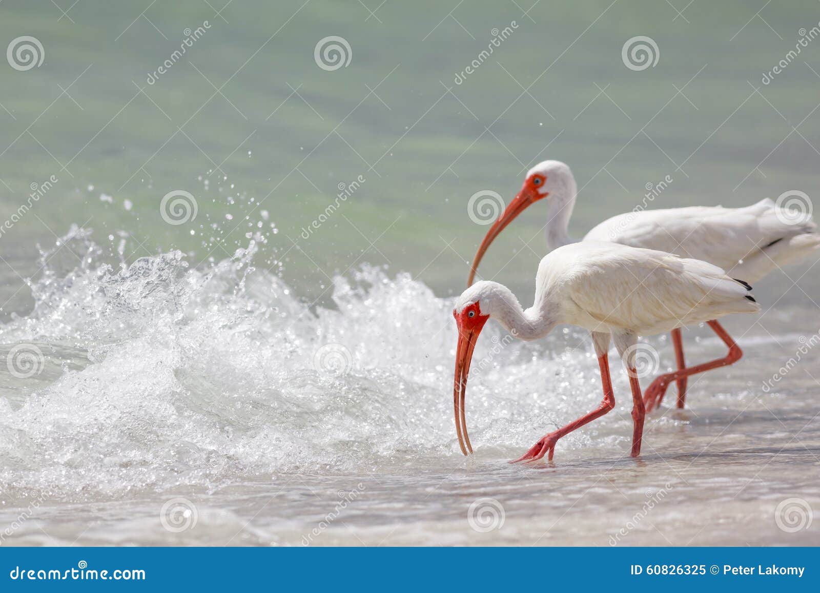 White Ibis stock image. Image of profile, feathers, path - 60826325