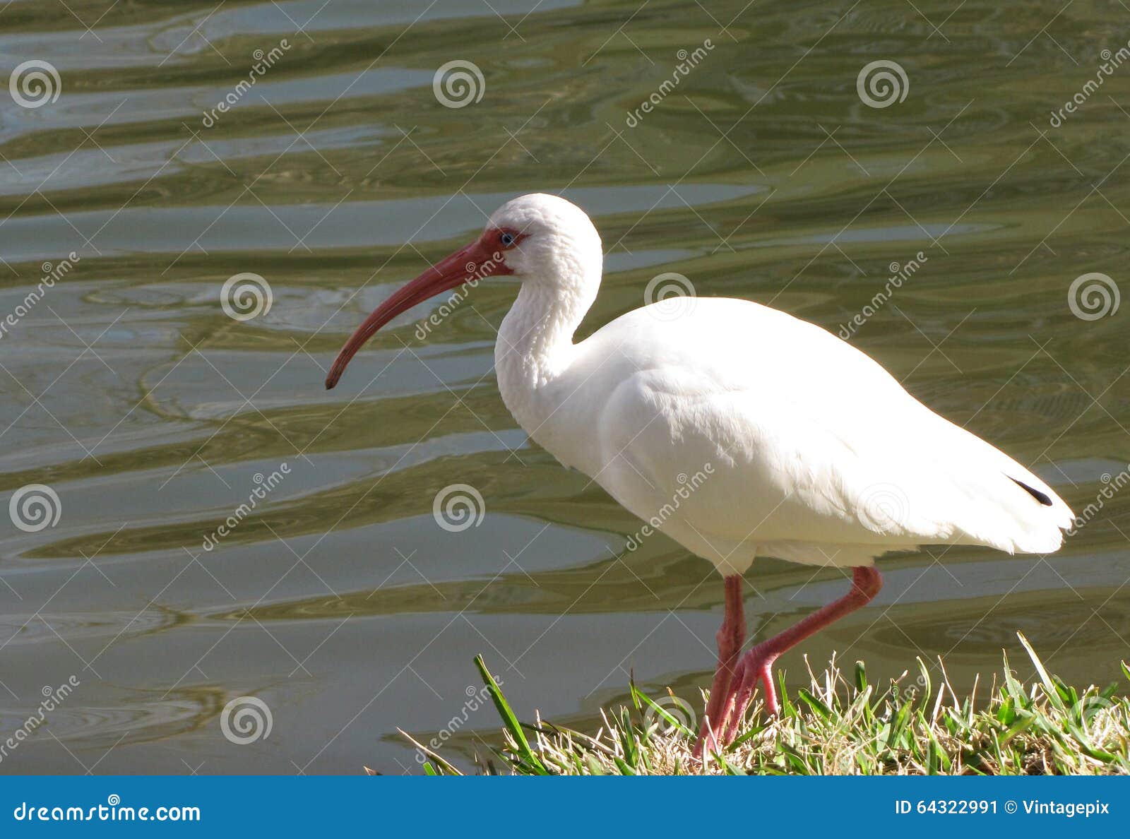 White Ibis by the Water stock image. Image of legs, exotic - 64322991