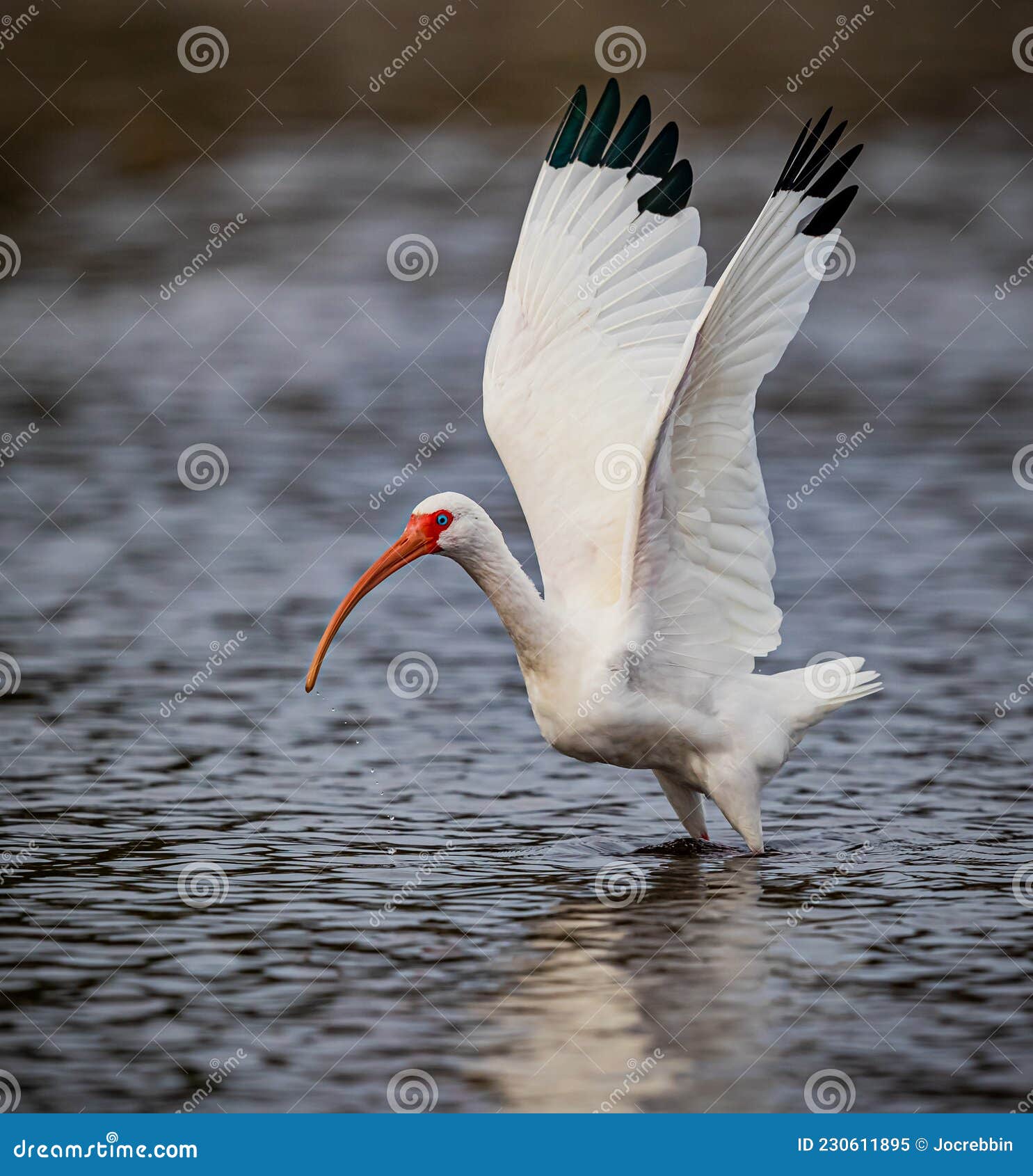 White Ibis with Wings High Takes Flight Stock Image - Image of wing ...