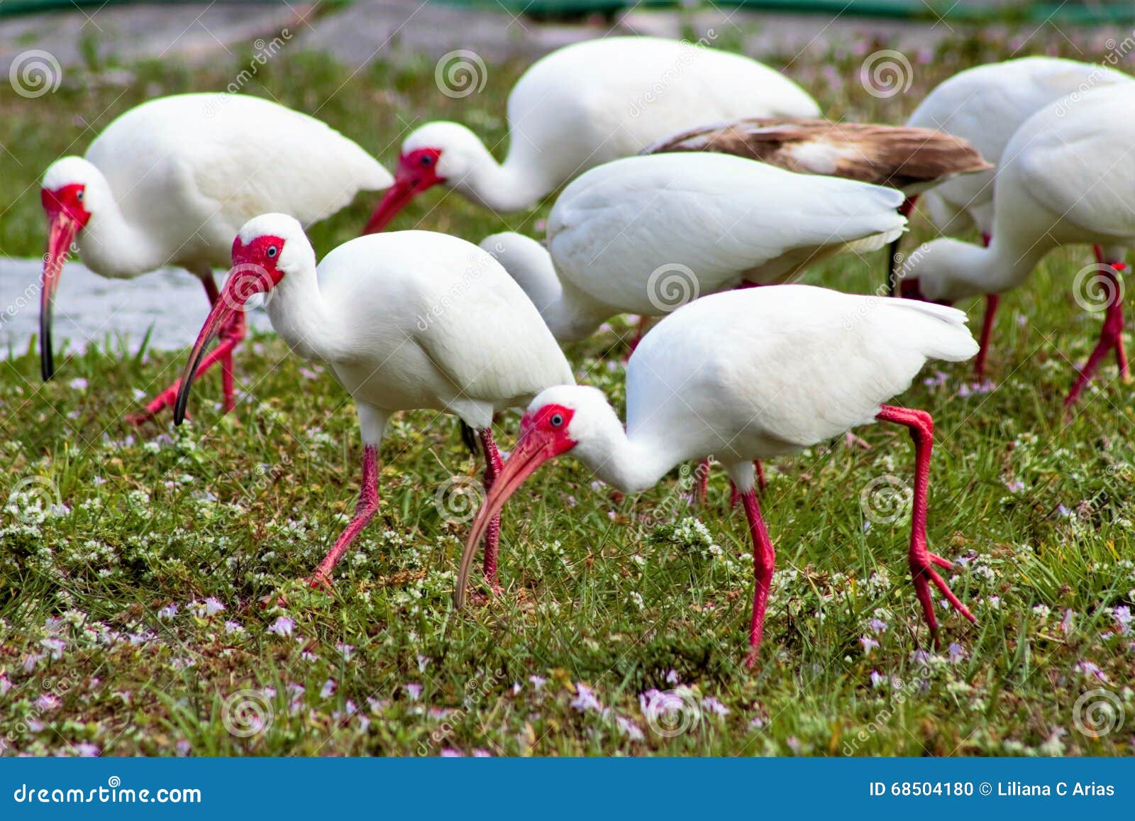 White Ibises stock photo. Image of grass, legs, green - 68504180