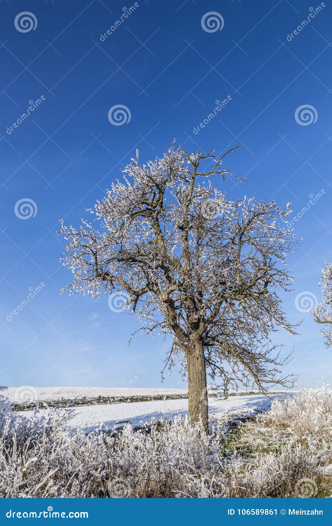 White Icy Trees in Snow Covered Landscape Stock Image - Image of tree ...