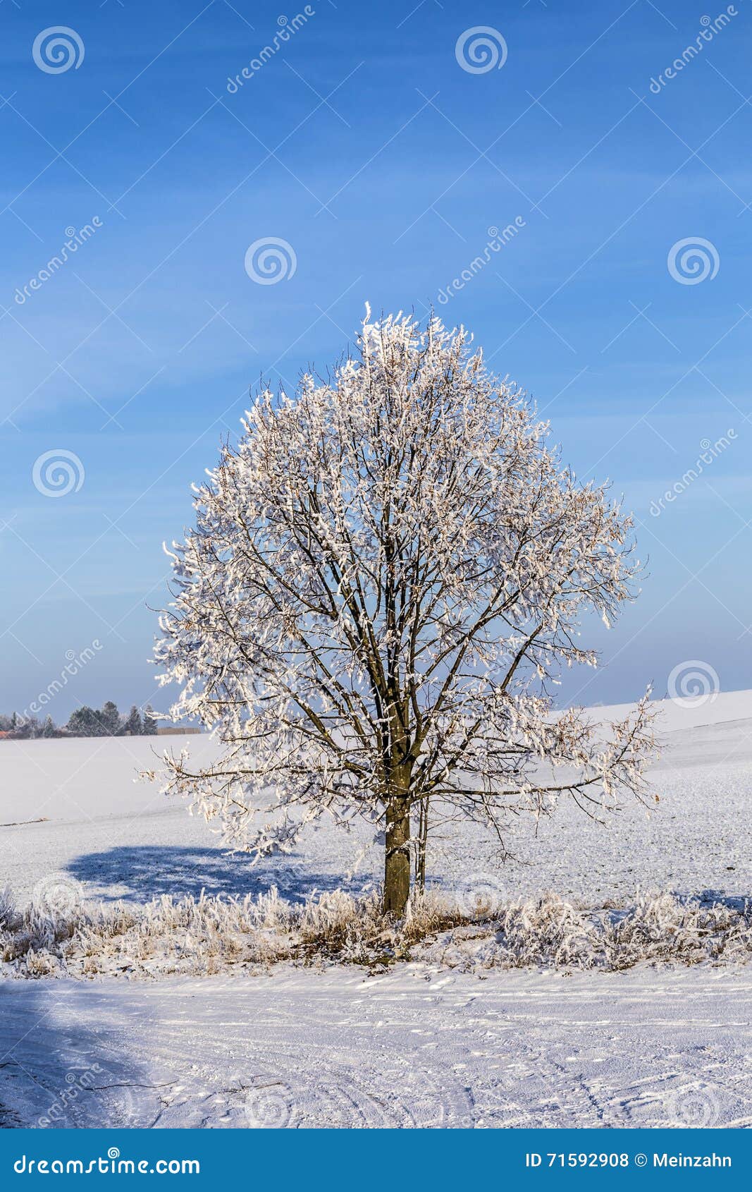 White Icy Trees in Snow Covered Landscape Stock Photo - Image of symbol ...
