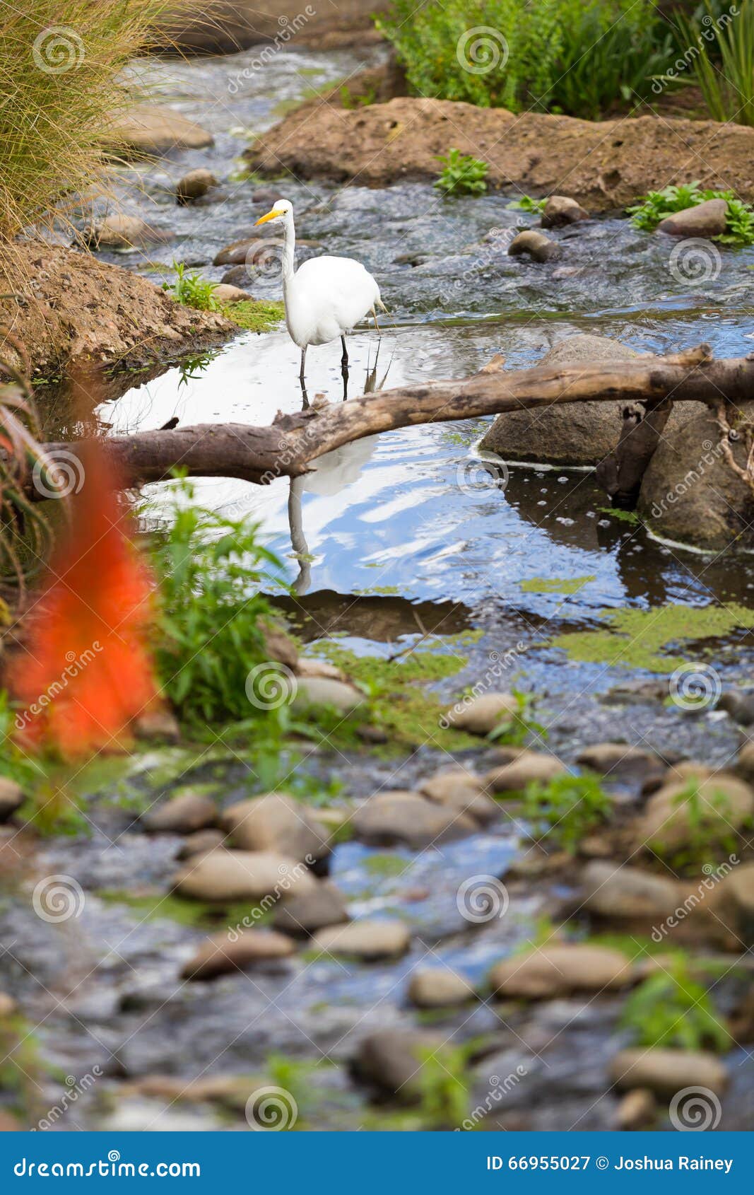 White Igrit Bird Walking in Water Stock Image - Image of nature, animal ...