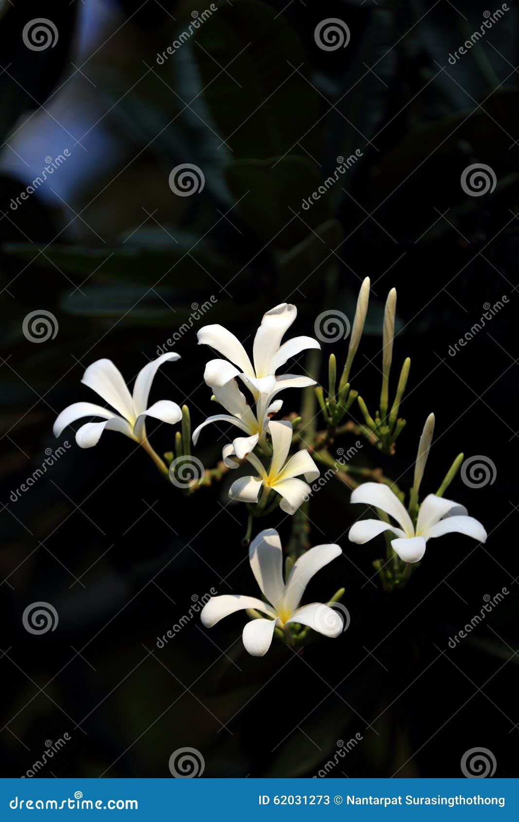 White Indian Frangipani Flowers . Stock Image - Image of flora ...