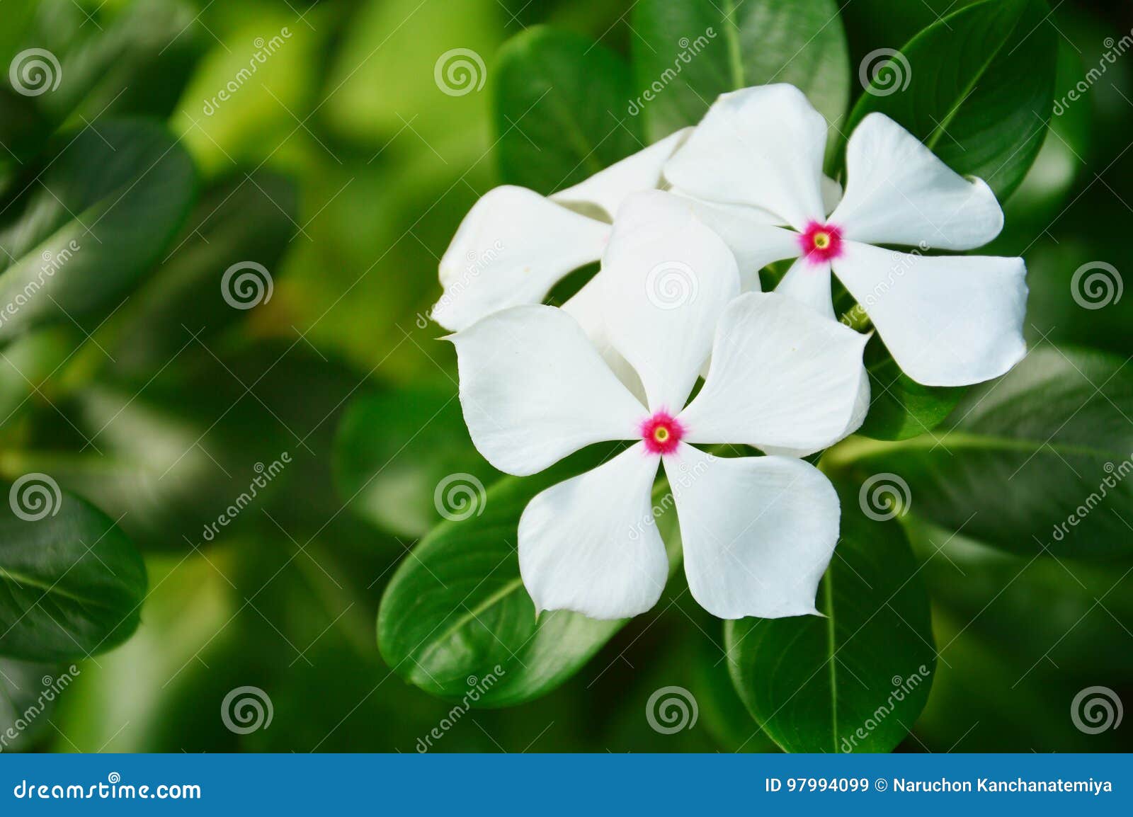 White Indian periwinkle. stock image. Image of plant - 97994099