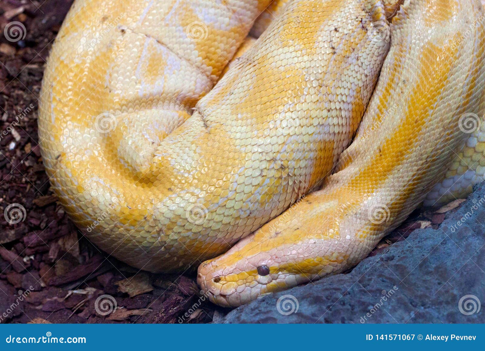 White Indian Rock Python Python Molurus Albino Stock Image - Image of ... White Indian Rock Python Python Molurus Albino Stock Image - Image of ...